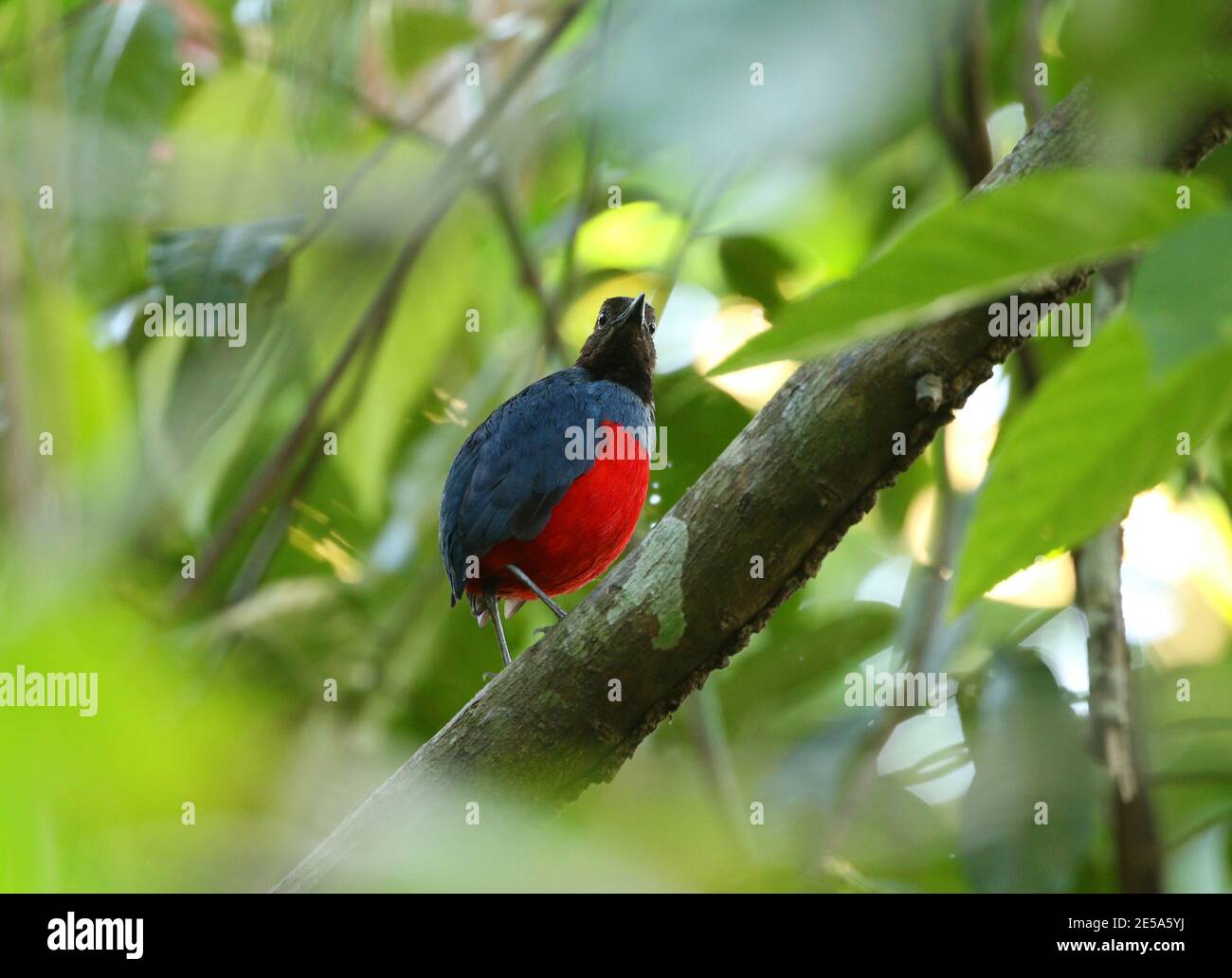 Talaud Pitta, Talaud Red-bellied Pitta (Erythropitta inspeculata, Pitta ...