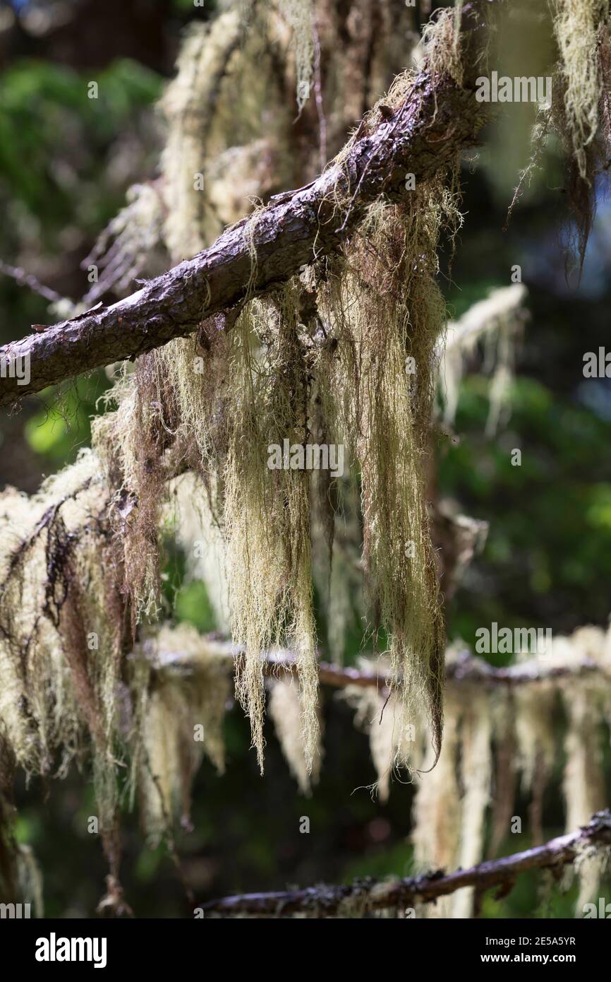 Old Man's Beard, Beard Lichen, Treemoss, Methuselah's beard lichen ...