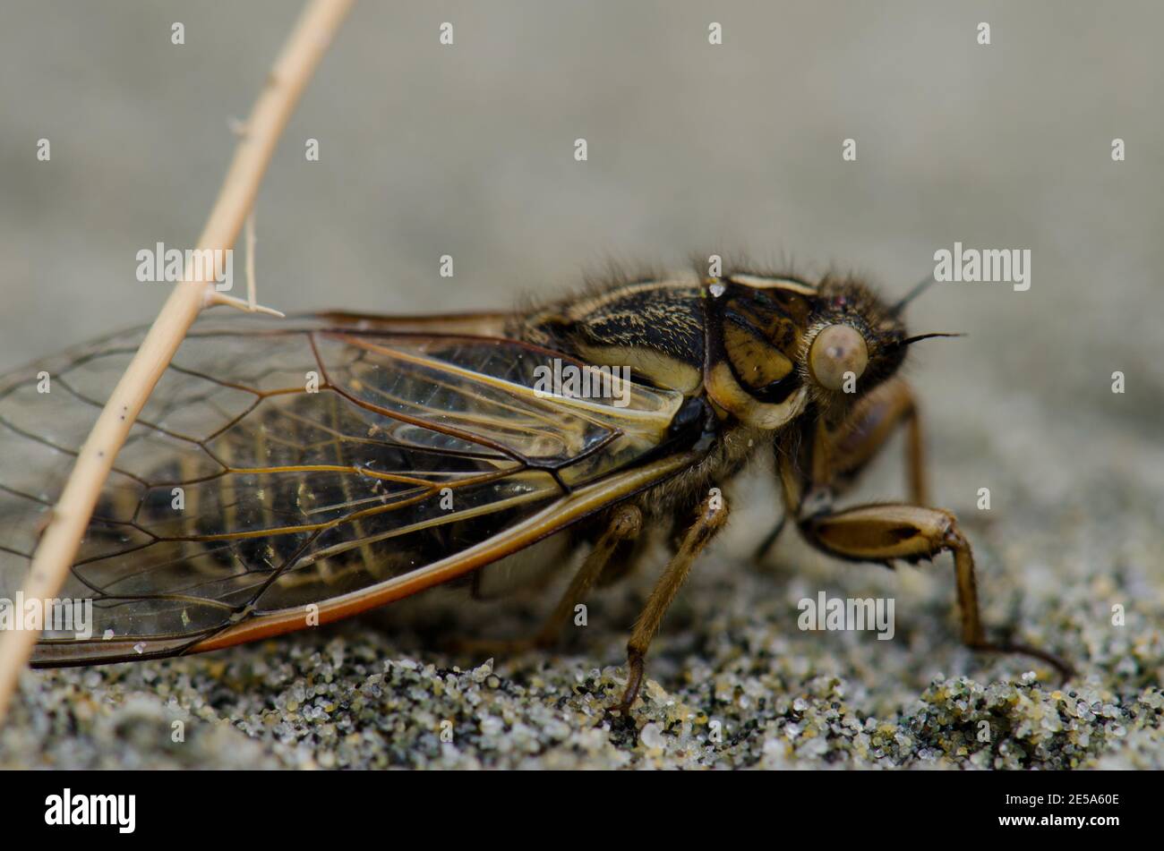 Cicada on the sand. Mason Bay. Stewart Island. Rakiura National Park ...