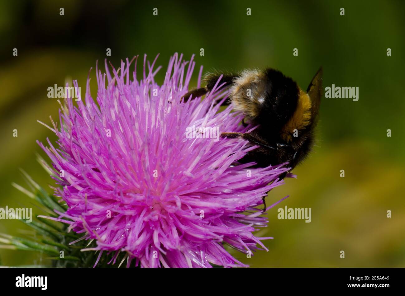 Buff-tailed bumblebee Bombus terrestris on a flower of spiny plumeless ...