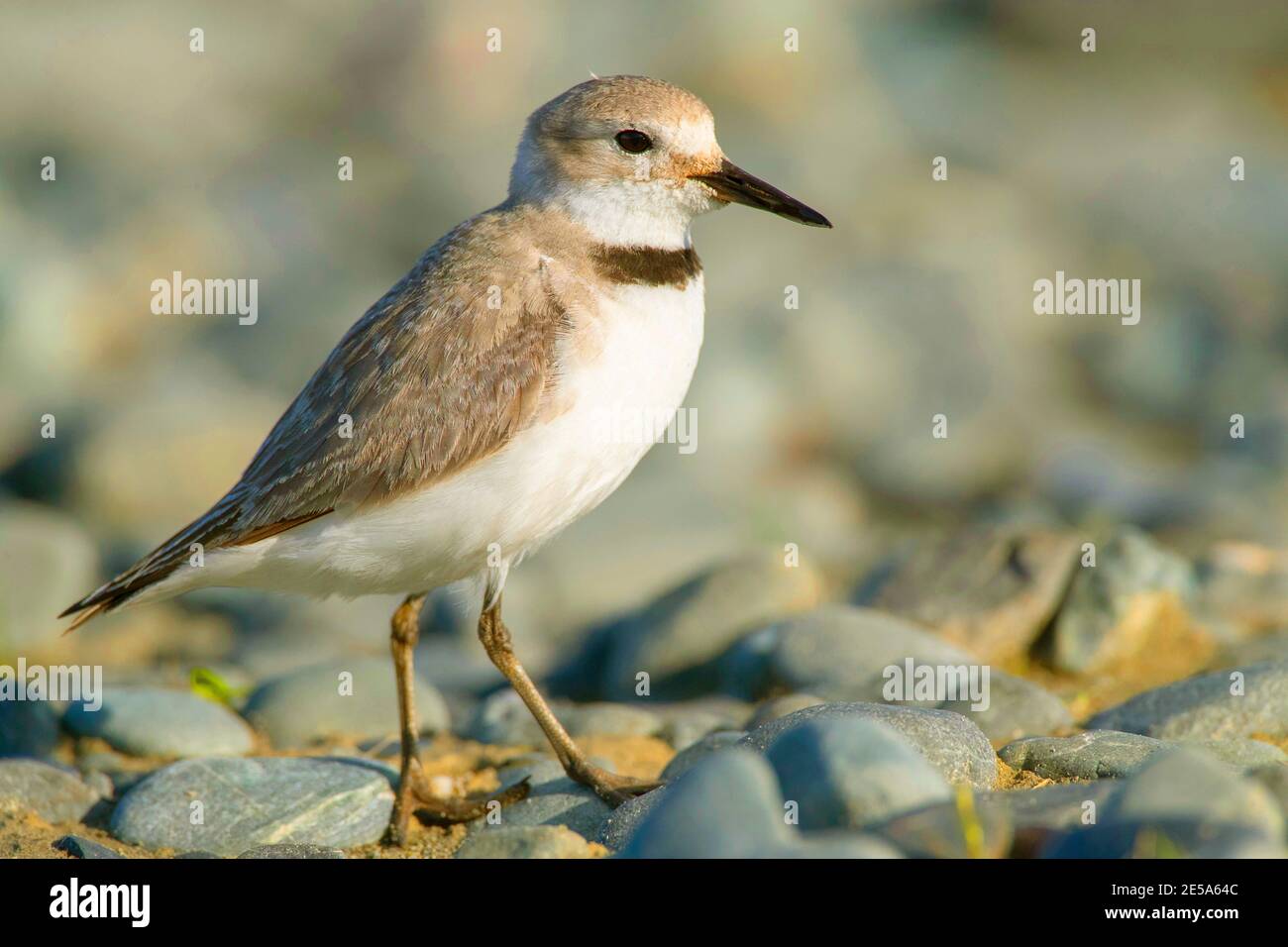 Wrybill High Resolution Stock Photography and Images - Alamy