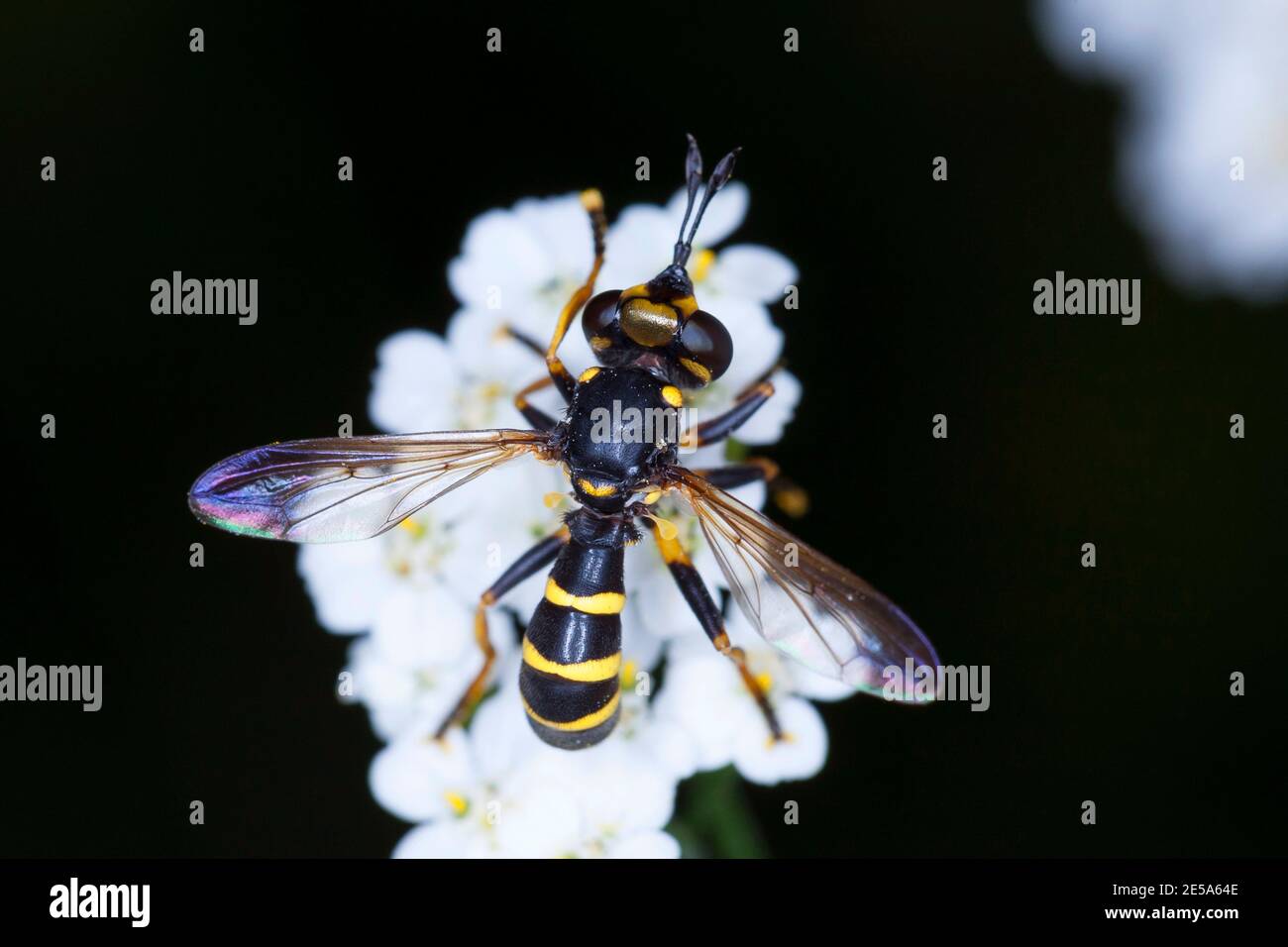 Conopid fly hi-res stock photography and images - Alamy
