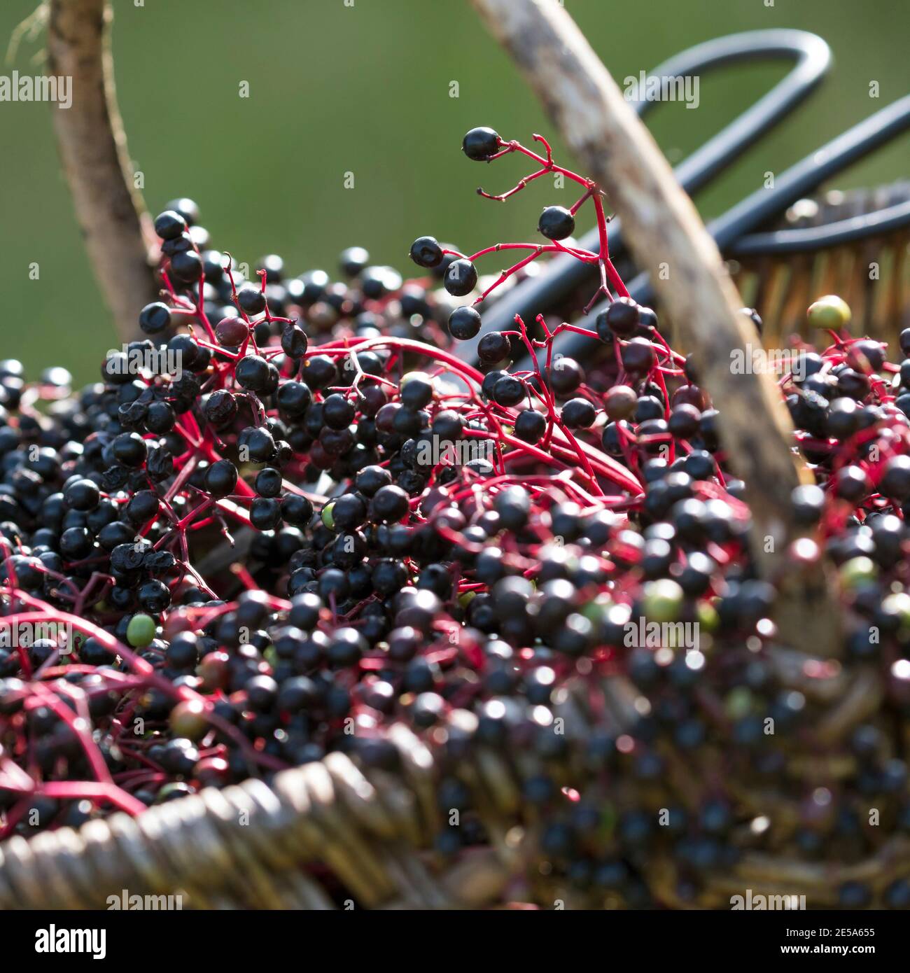 European black elder, Elderberry, Common elder (Sambucus nigra), black ...