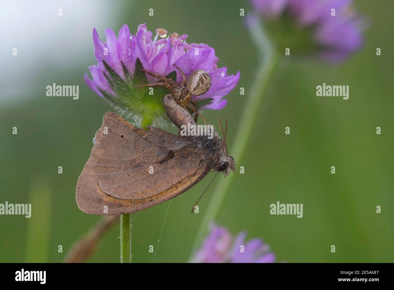 crab spider (Xysticus cf. cristatus), caught a butterfly, Germany Stock ...
