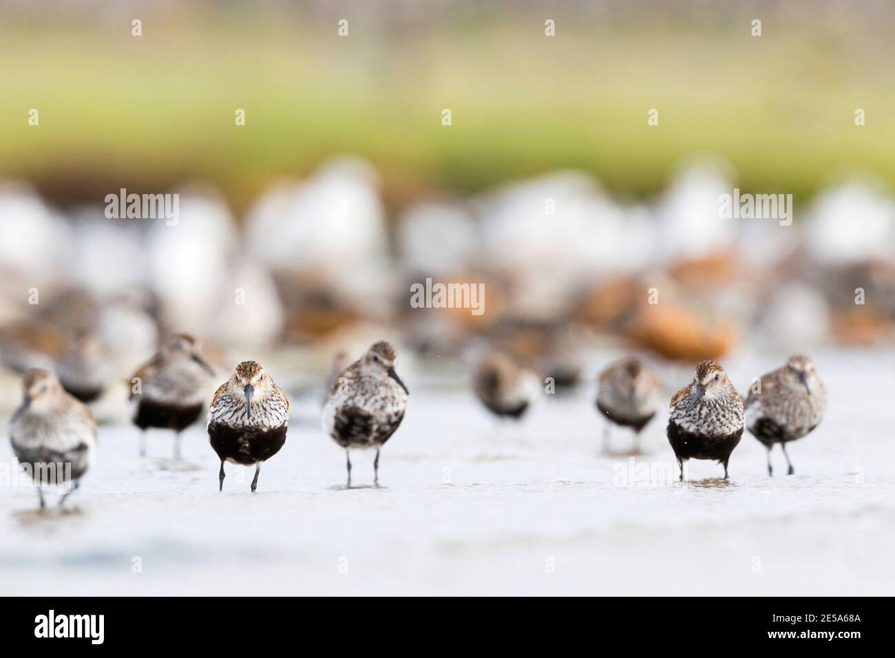 dunlin (Calidris alpina), adult dunlins in breeding plumage searching ...