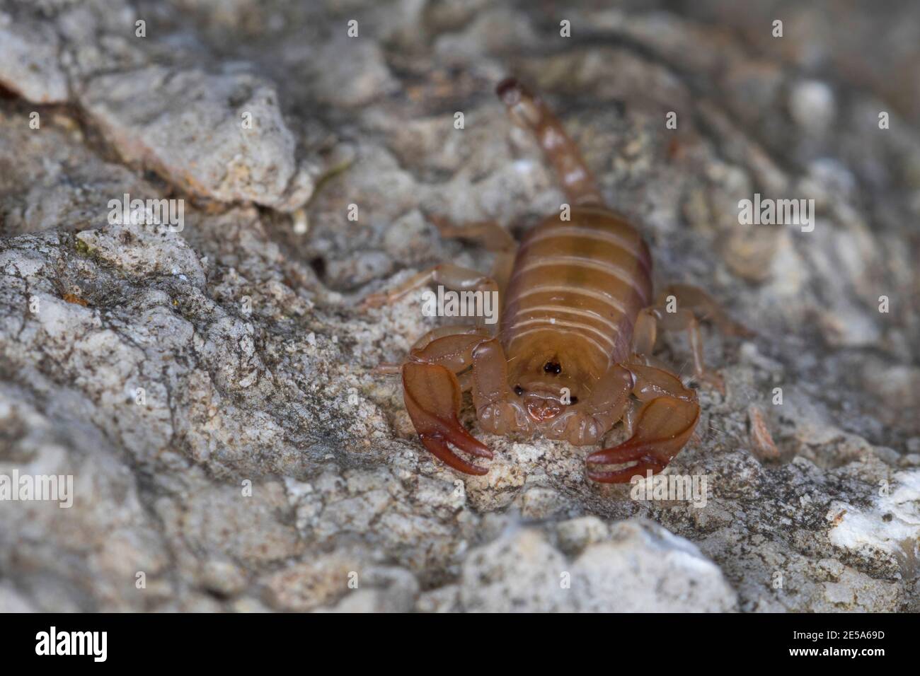scorpion (Euscorpius spec.), full-length portrait, front view, Croatia ...