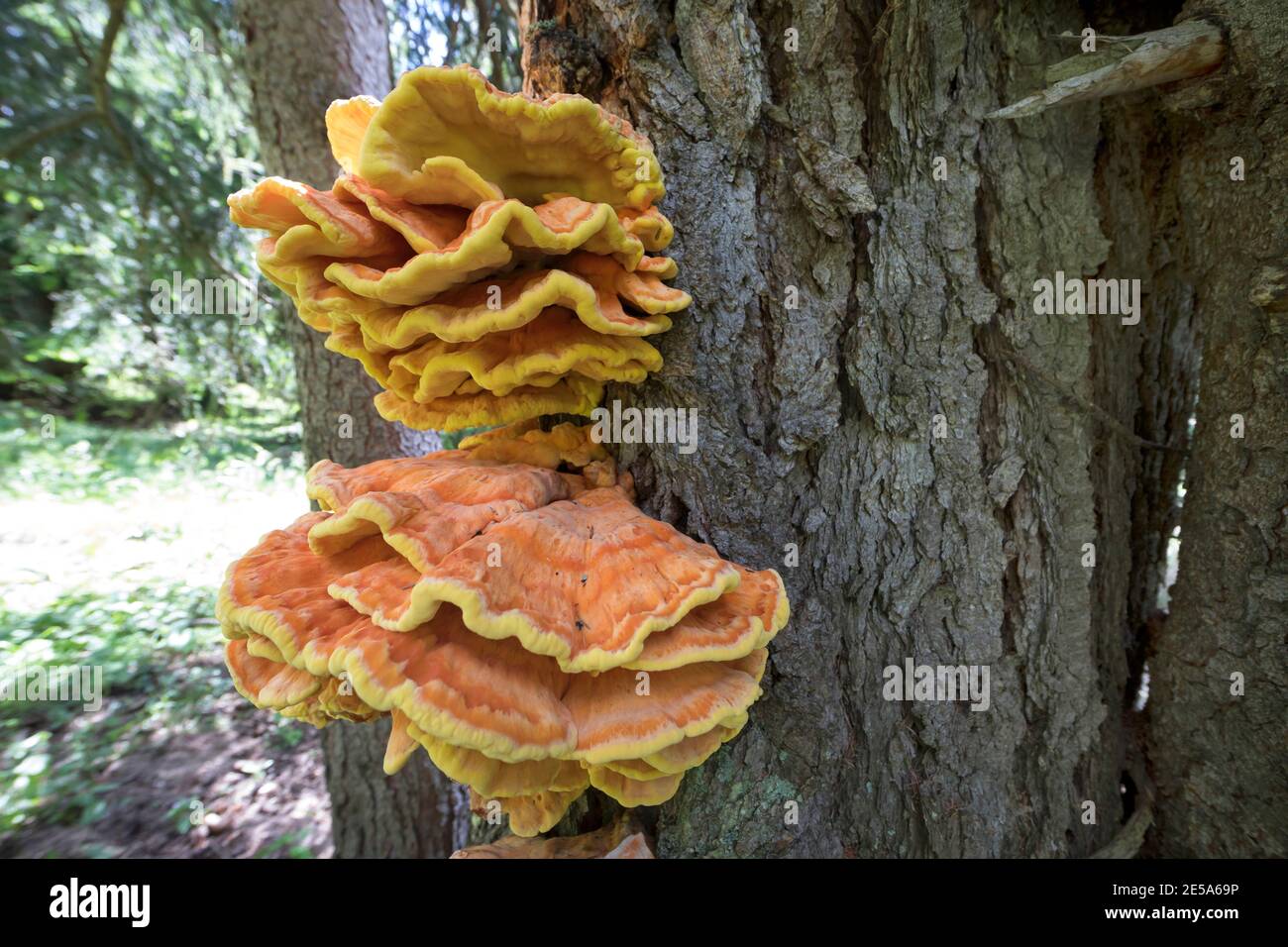 Conifer hi-res stock photography and images - Alamy