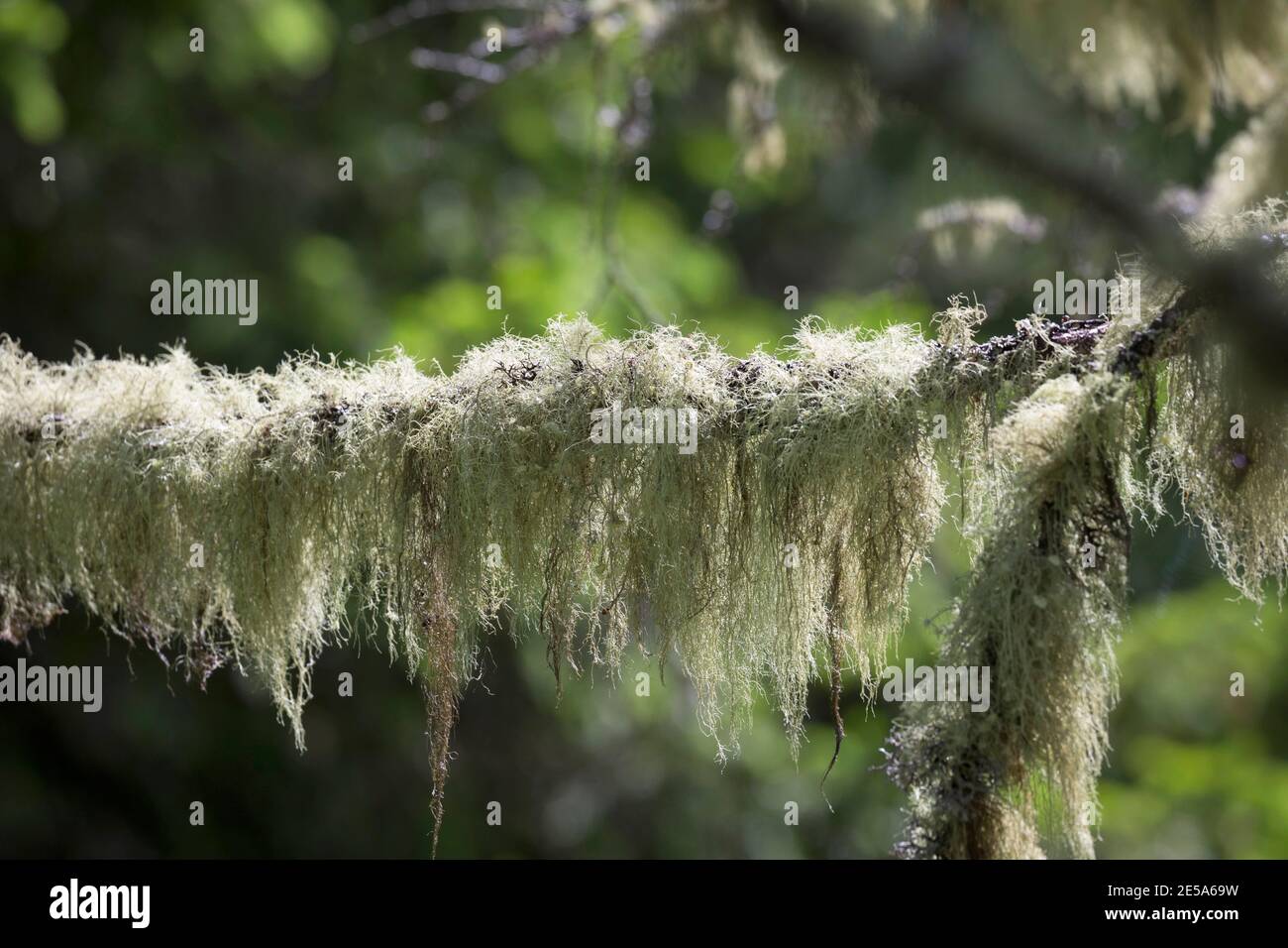 Old mans beard tree hi-res stock photography and images - Alamy