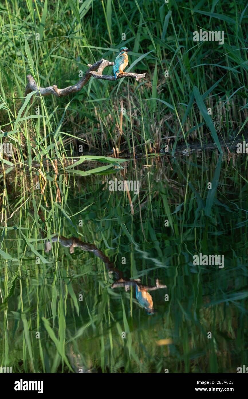 Beautiful blue kingfisher, male kingfisher, sitting on a branch, side ...