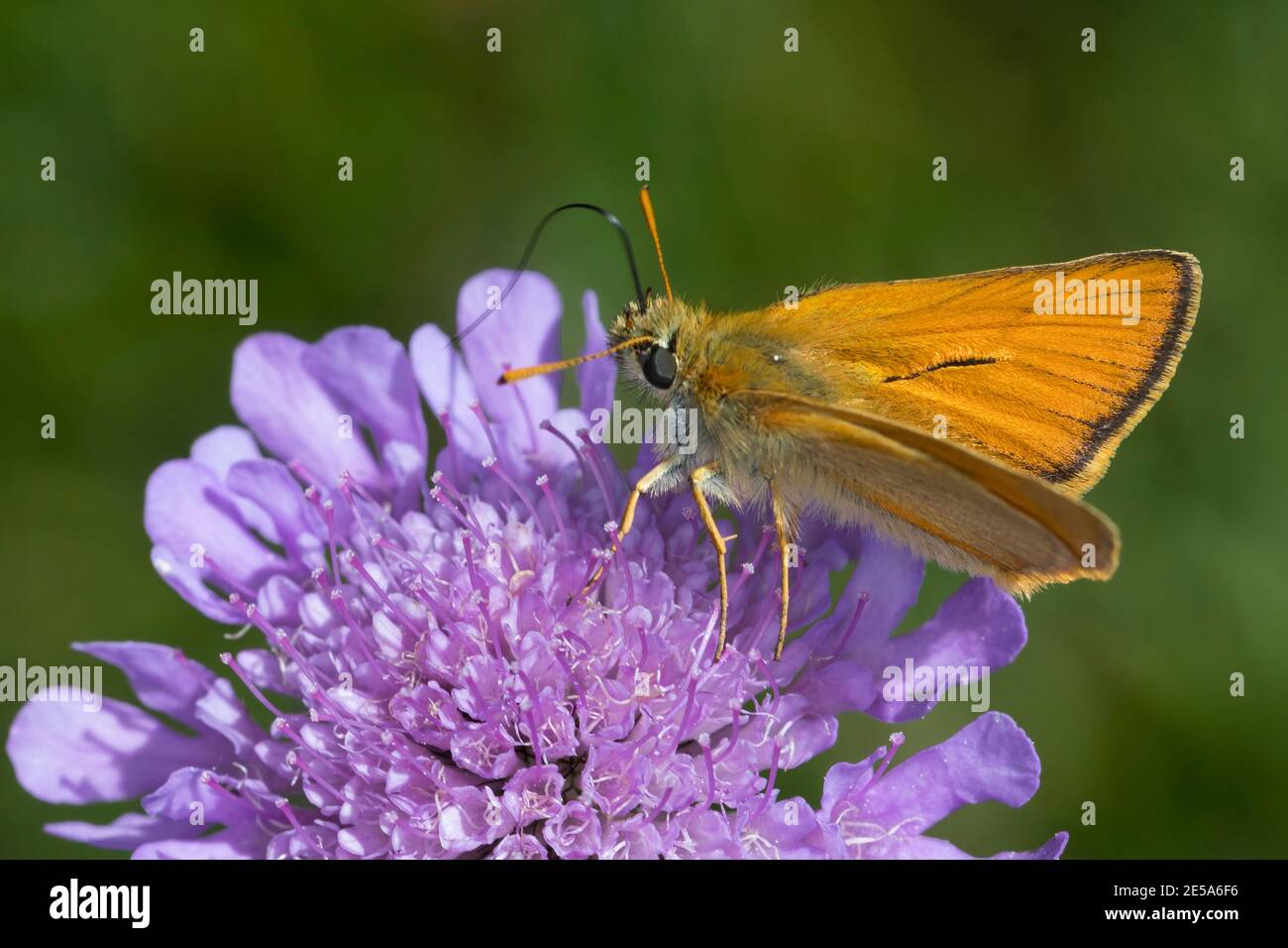 small skipper (Thymelicus sylvestris, Thymelicus flavus), male on ...