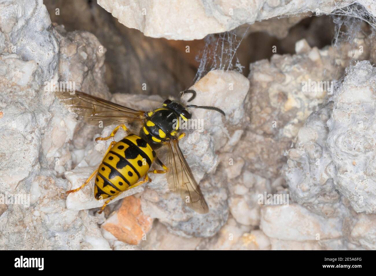 German wasp (Vespula germanica, Vespa germanica, Paravespula germanica ...