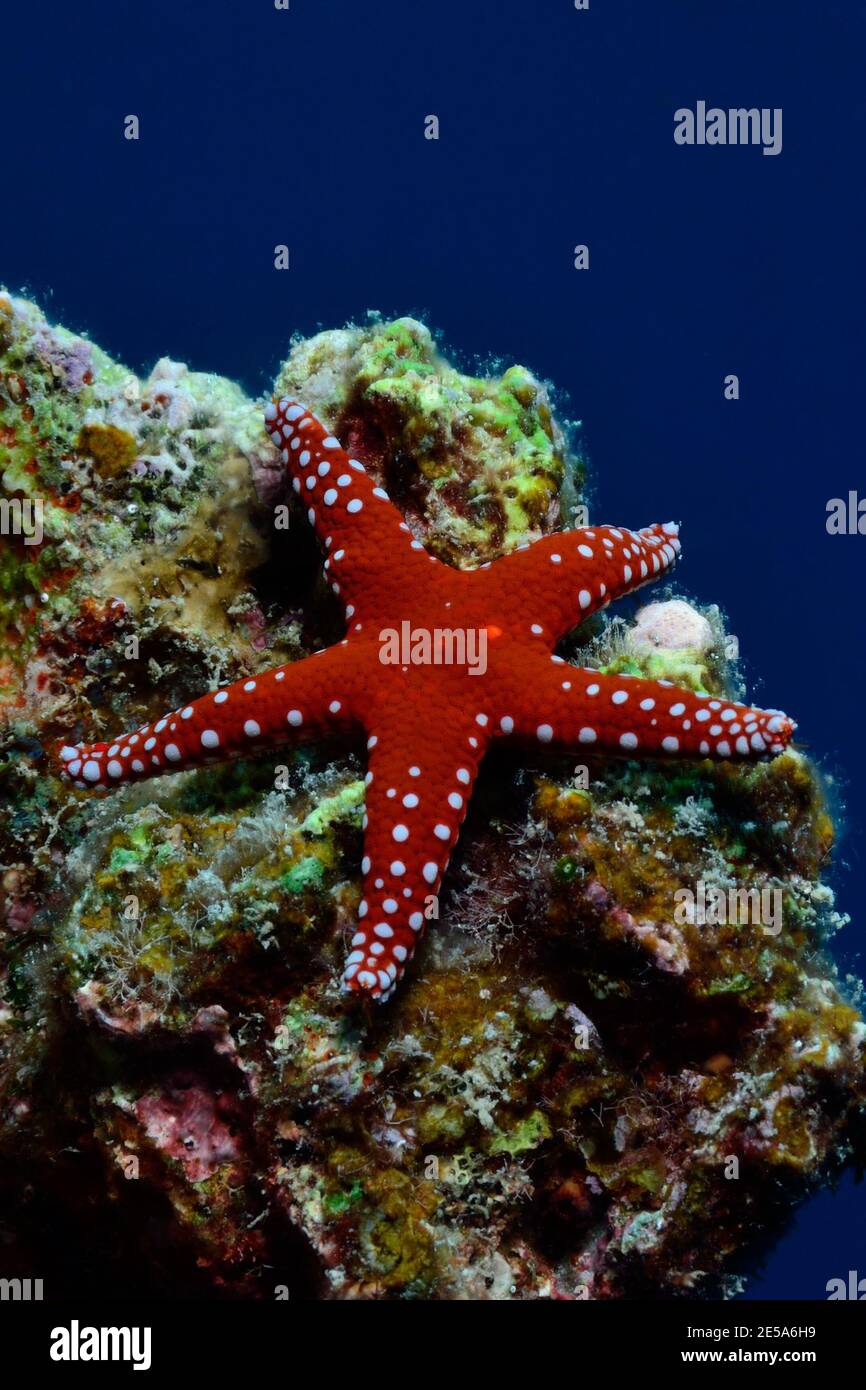 Fromia ghardaqana, ghardaqa sea star, royal tile starfish, Ghardaqa ...
