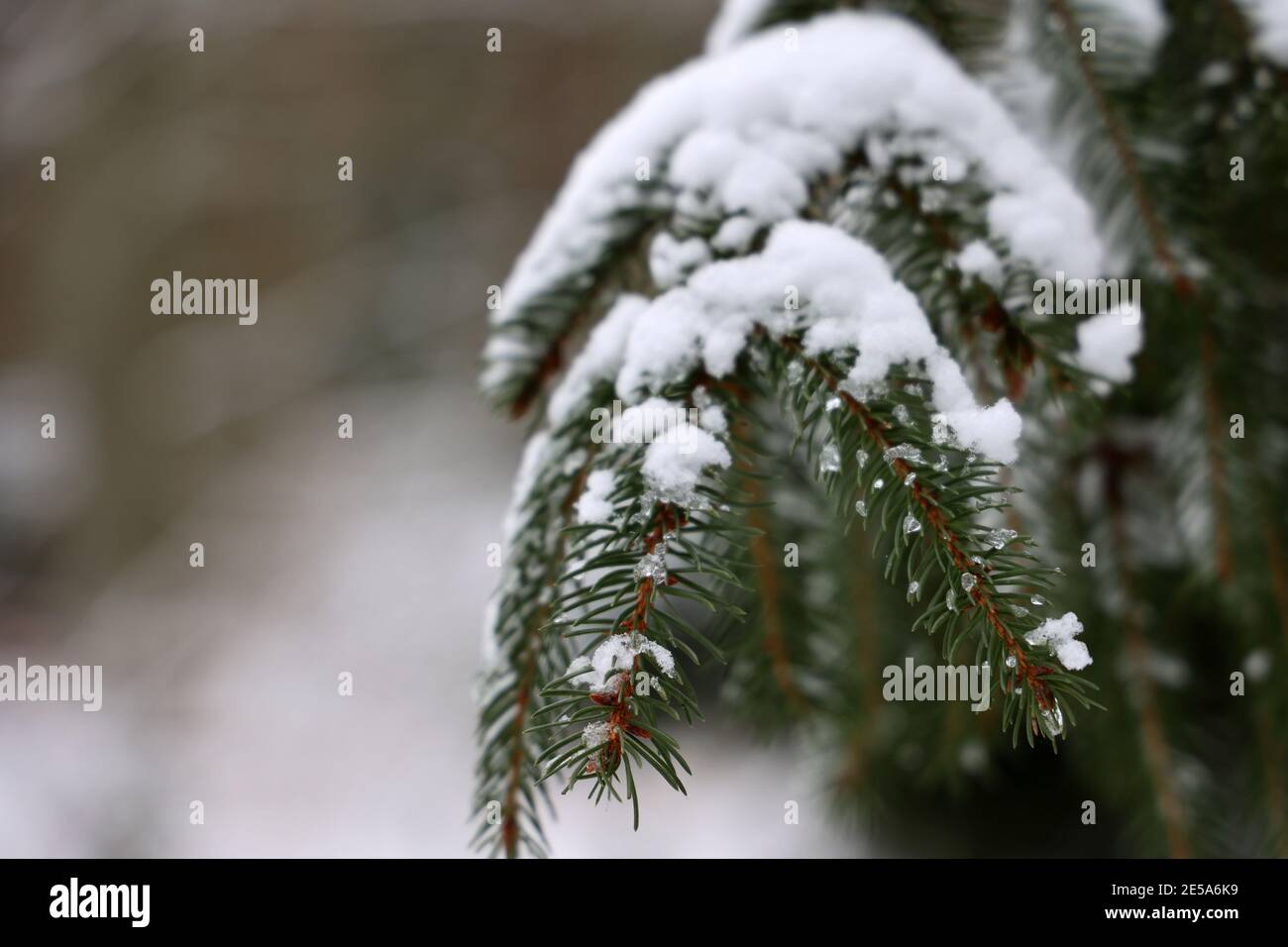 Spruce tree in snowstorm hi-res stock photography and images - Alamy