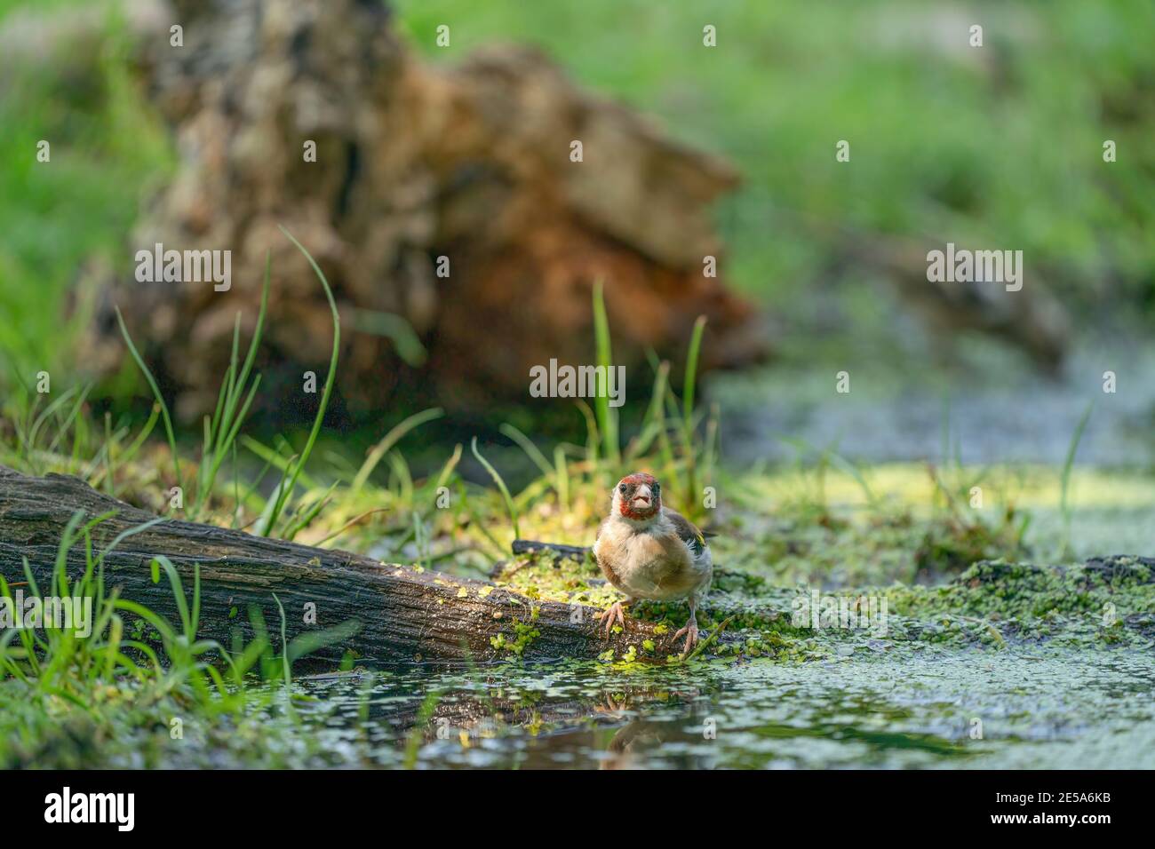 Goldfinch with a red head, songbird, standing on the water's edge, with ...