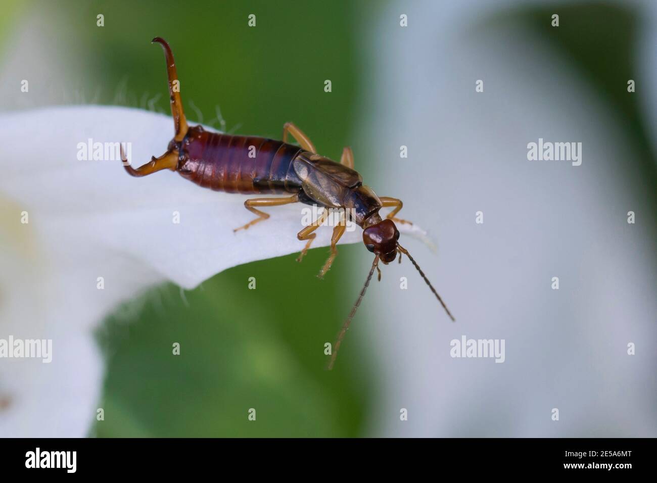 common earwig, European earwig (Forficula auricularia), male with long ...