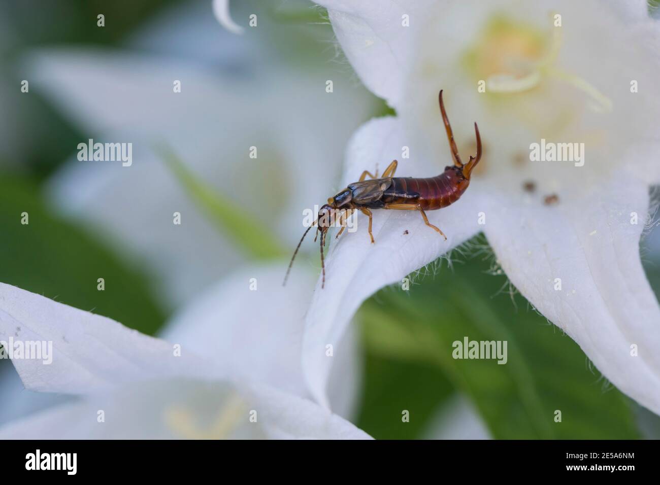 common earwig, European earwig (Forficula auricularia), male with long ...