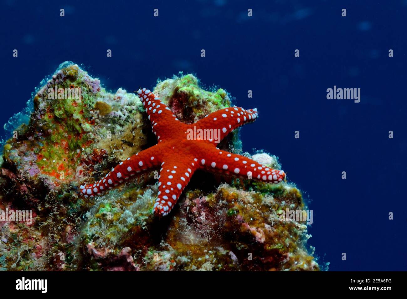 Fromia ghardaqana, ghardaqa sea star, royal tile starfish, Ghardaqa ...
