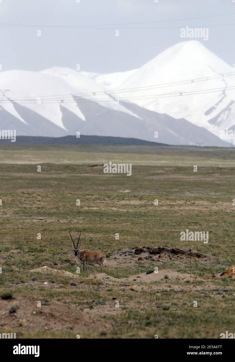 Tibetan antelope hi-res stock photography and images - Alamy