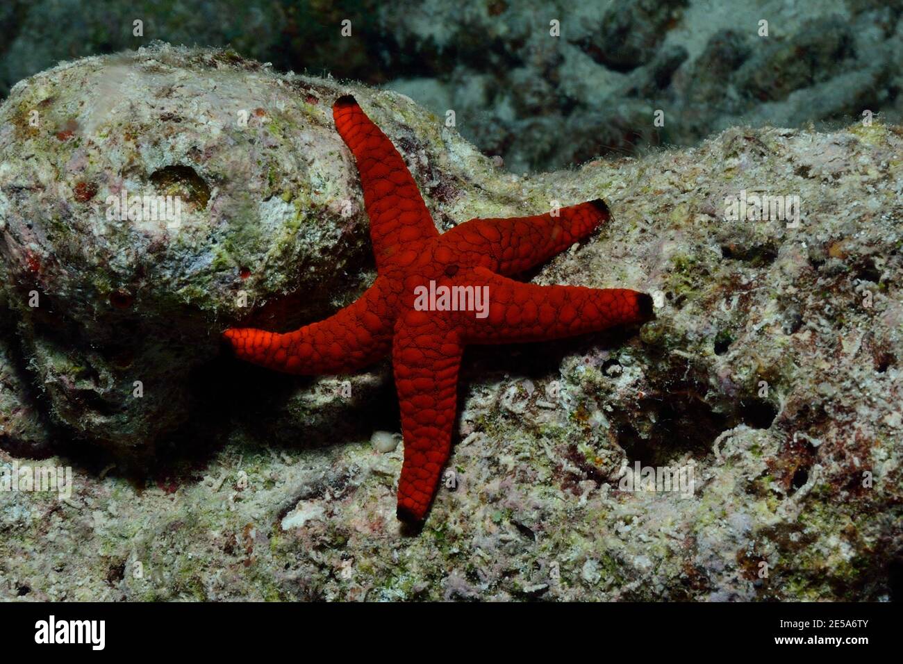 Fromia indica, indian sea star, Indischer Seestern Stock Photo - Alamy