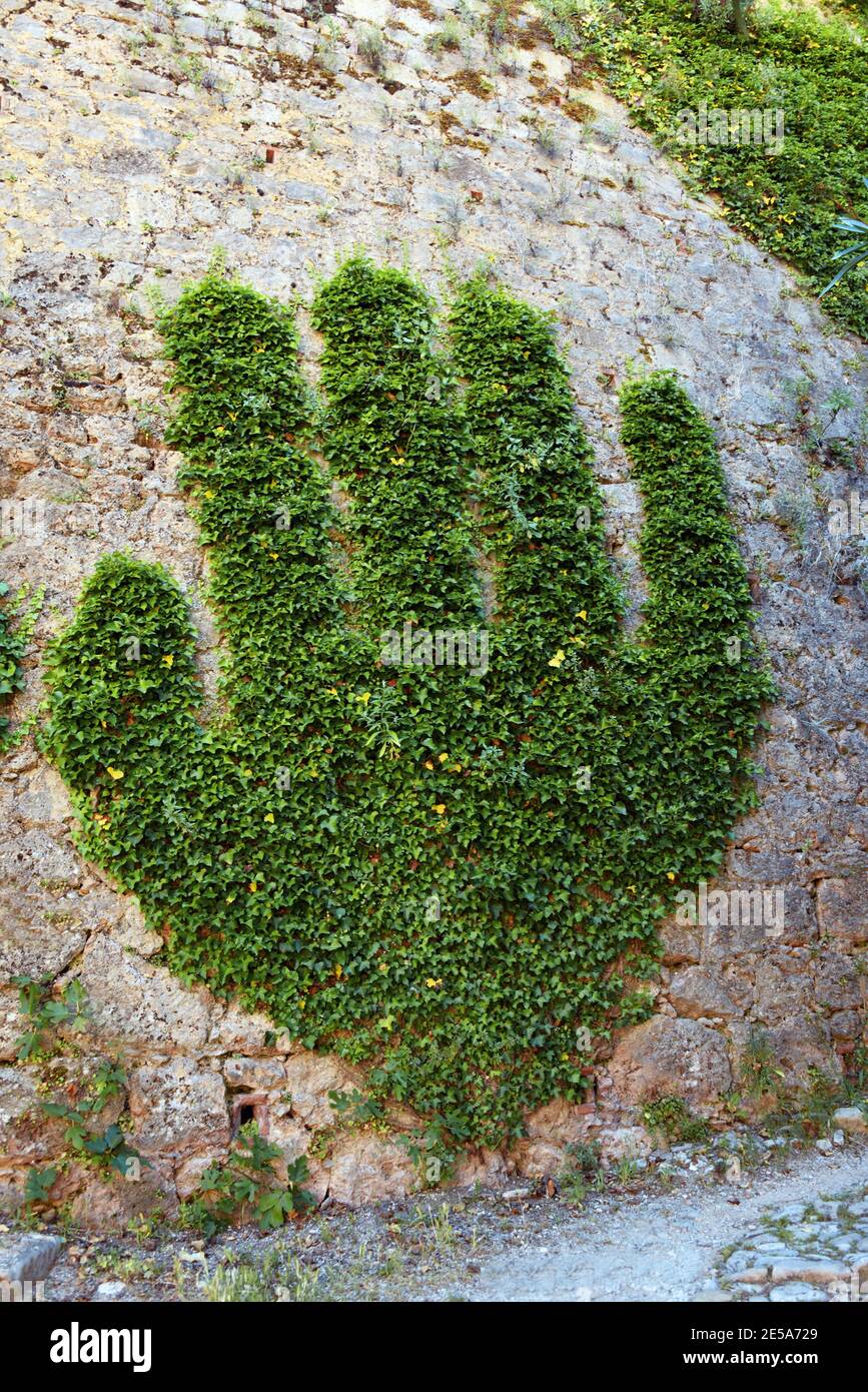 English ivy, common ivy (Hedera helix), ivy in shape of a hand on a ...