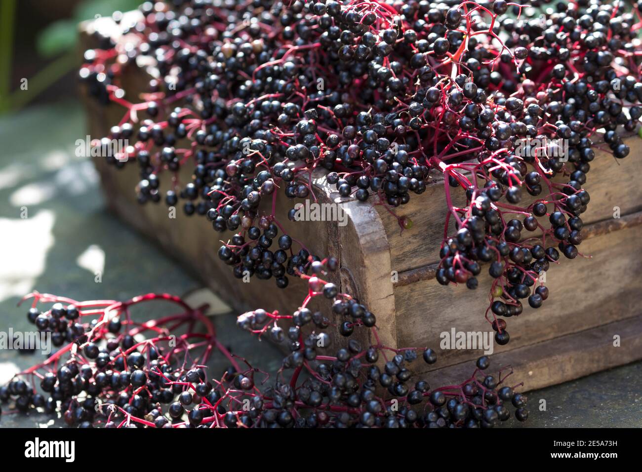 European black elder, Elderberry, Common elder (Sambucus nigra), black ...
