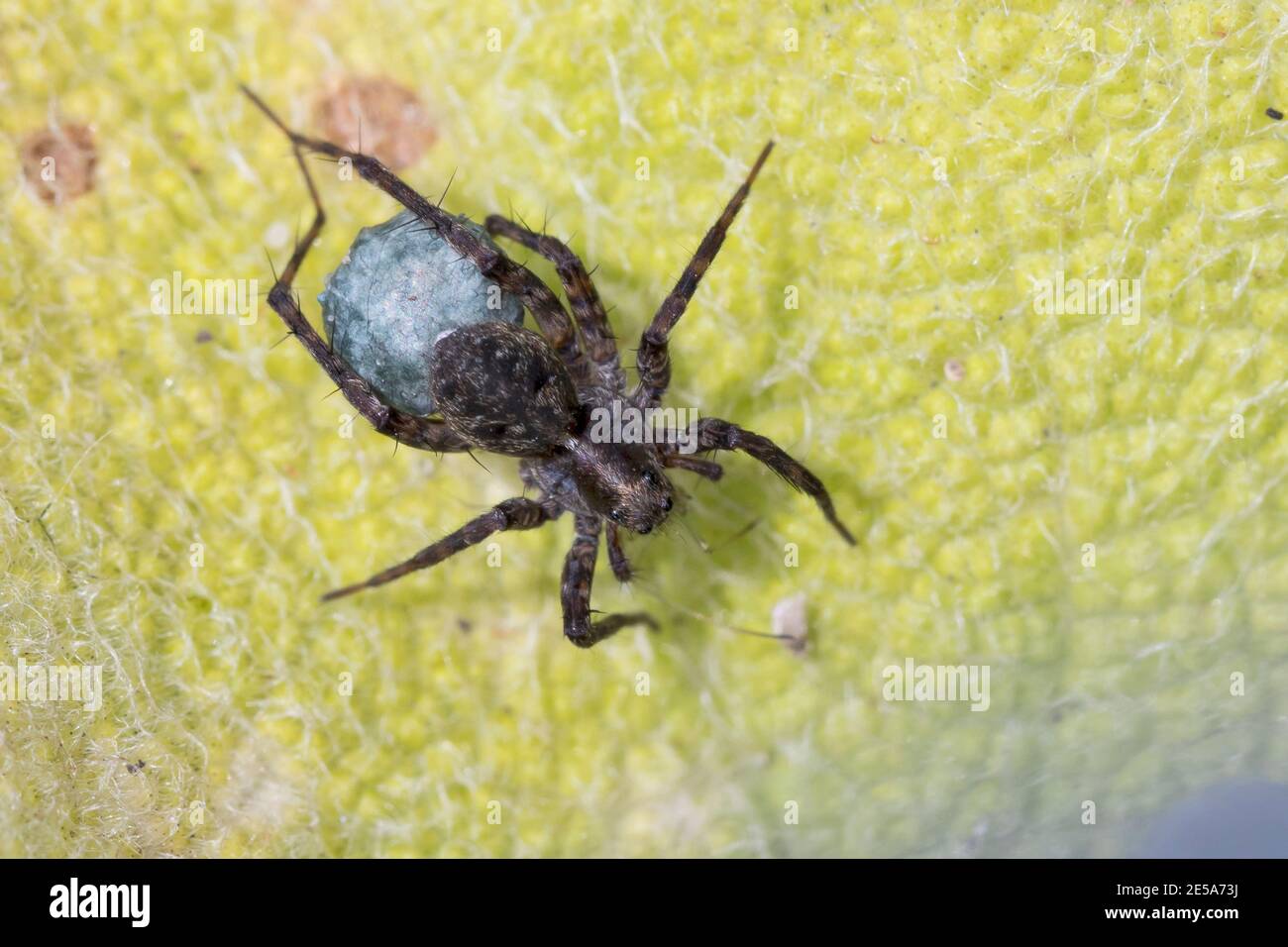 Wolf spider (Pardosa spec.), female with cocoon, Germany Stock Photo ... Wolf spider (Pardosa spec.), female with cocoon, Germany Stock Photo ...