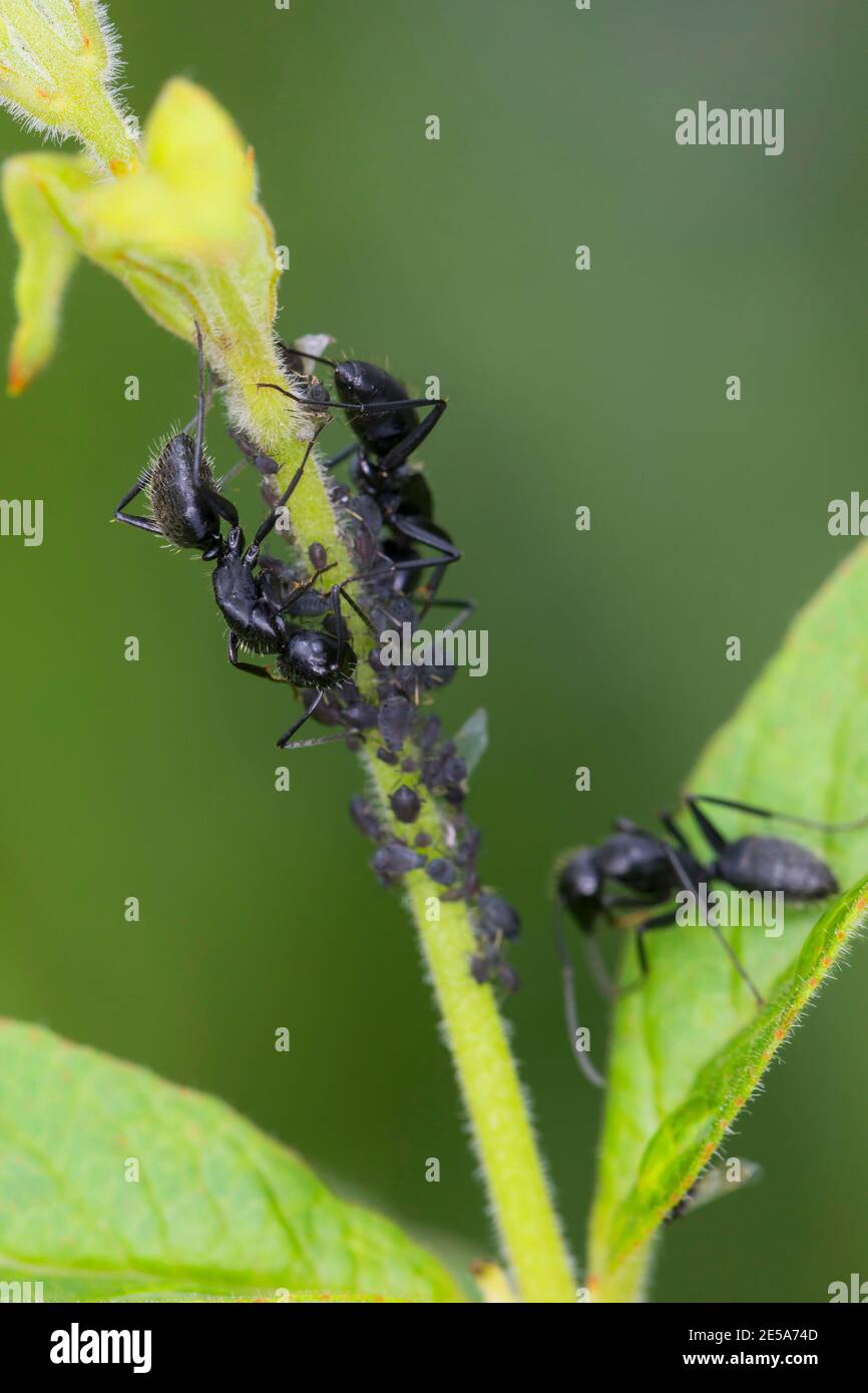 Oak carpenter ant (Camponotus vagus), at a greenfly colony, Germany ...