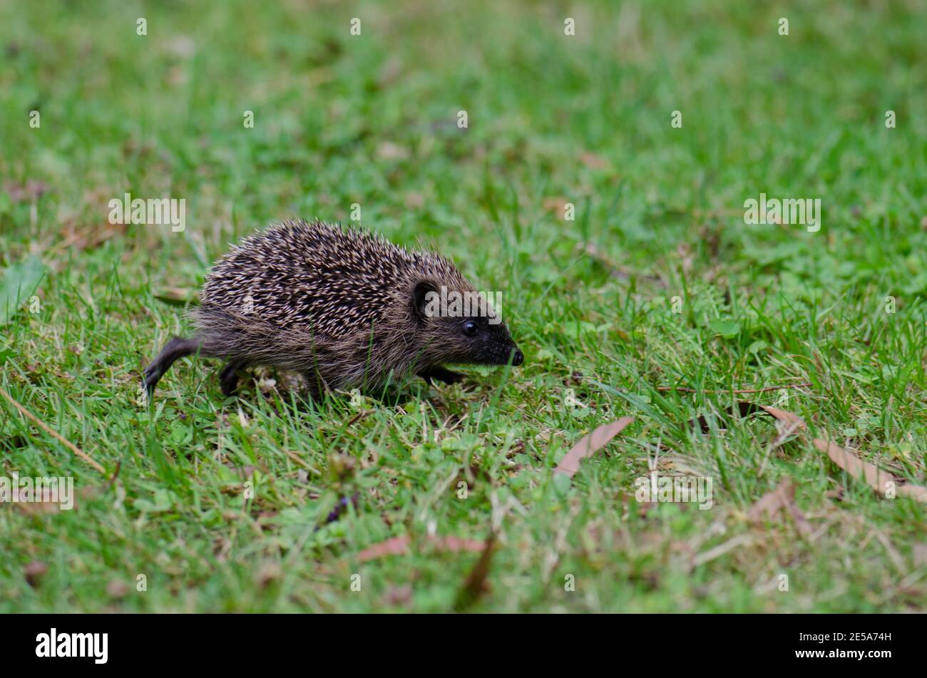European hedgehog Erinaceus europaeus. Queens park. Invercagill. South ...
