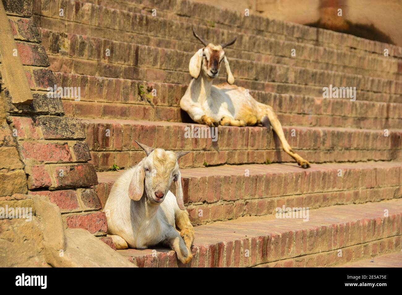 Goat on steps, Ghats, Varanasi, India Stock Photo - Alamy