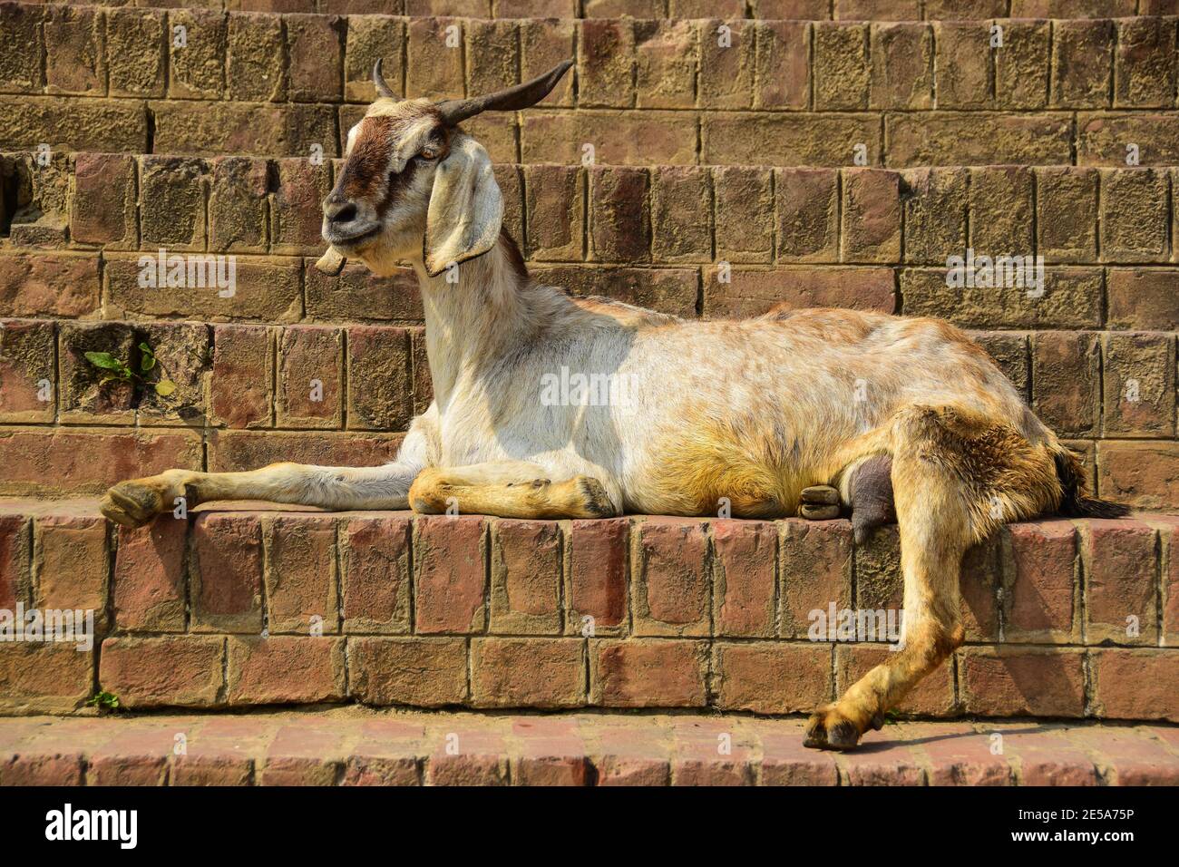 Goat on steps, Ghats, Varanasi, India Stock Photo - Alamy