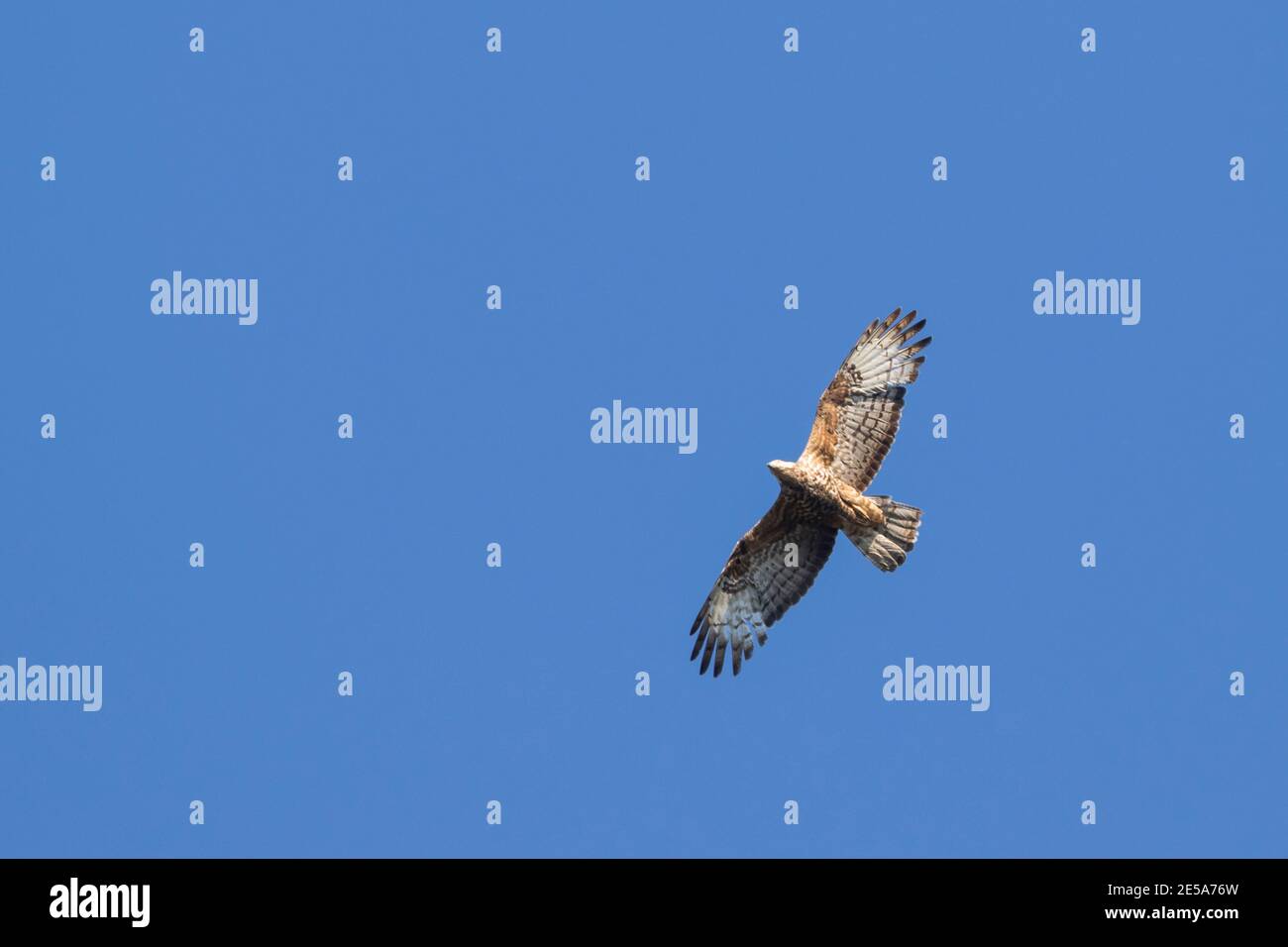 Female buzzards hi-res stock photography and images - Alamy