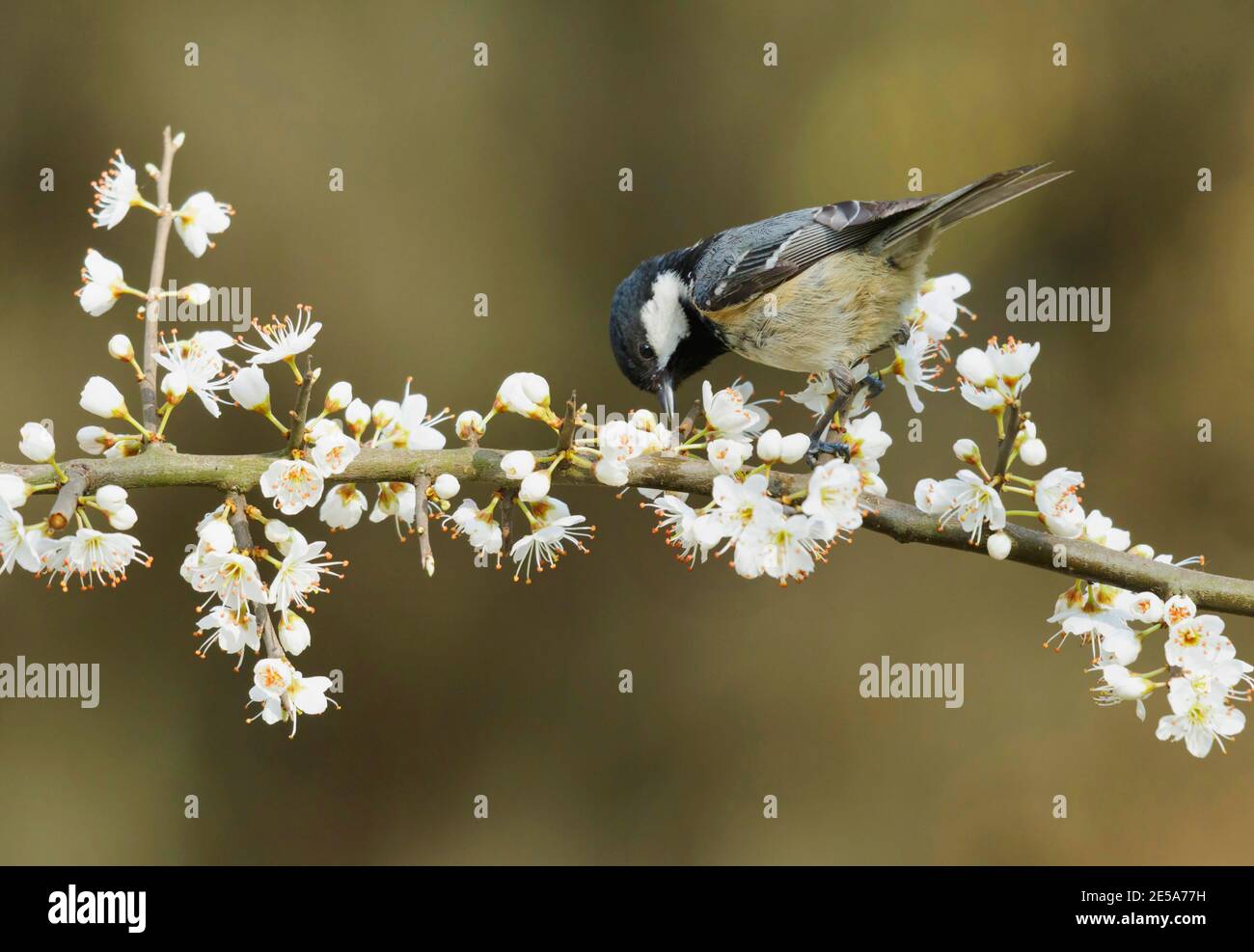Coal tit (Periparus ater, Parus ater), on the feed on a sloe twig ...