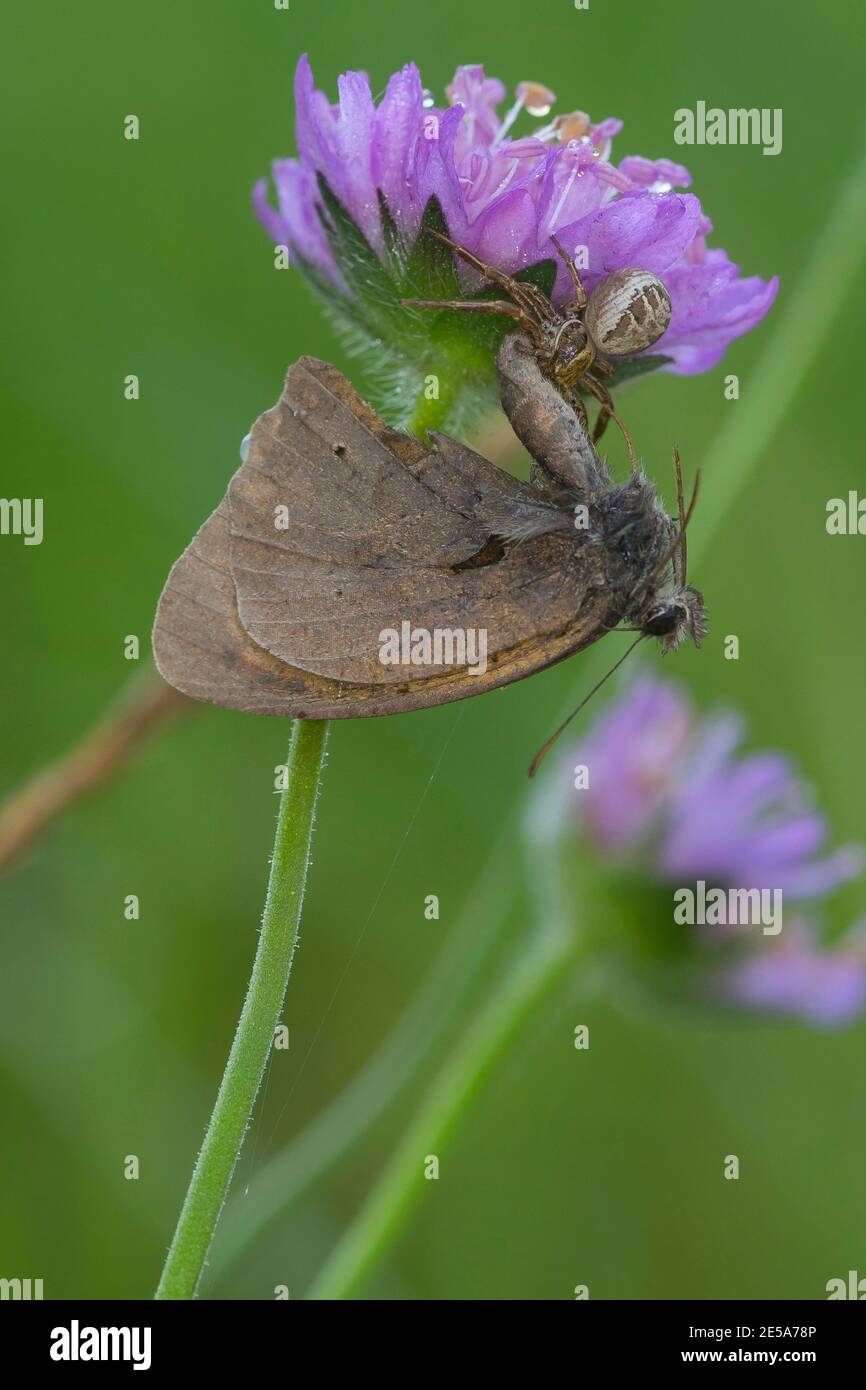 crab spider (Xysticus cf. cristatus), caught a butterfly, Germany Stock ...