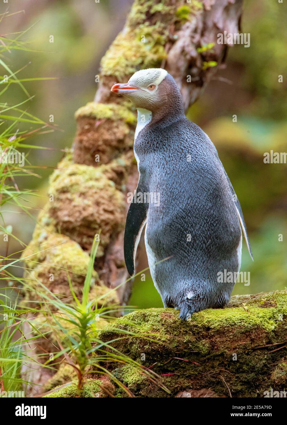 Endangered yellow eyed penguin megadyptes antipodes hi-res stock ...