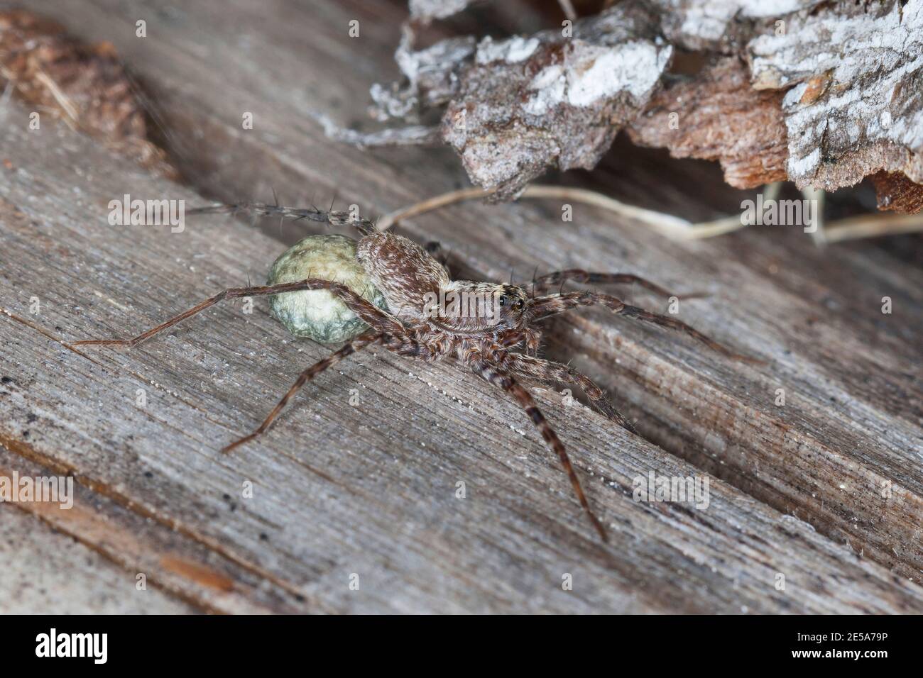 Wolf spider (Pardosa spec.), female with cocoon, Germany Stock Photo ... Wolf spider (Pardosa spec.), female with cocoon, Germany Stock Photo ...
