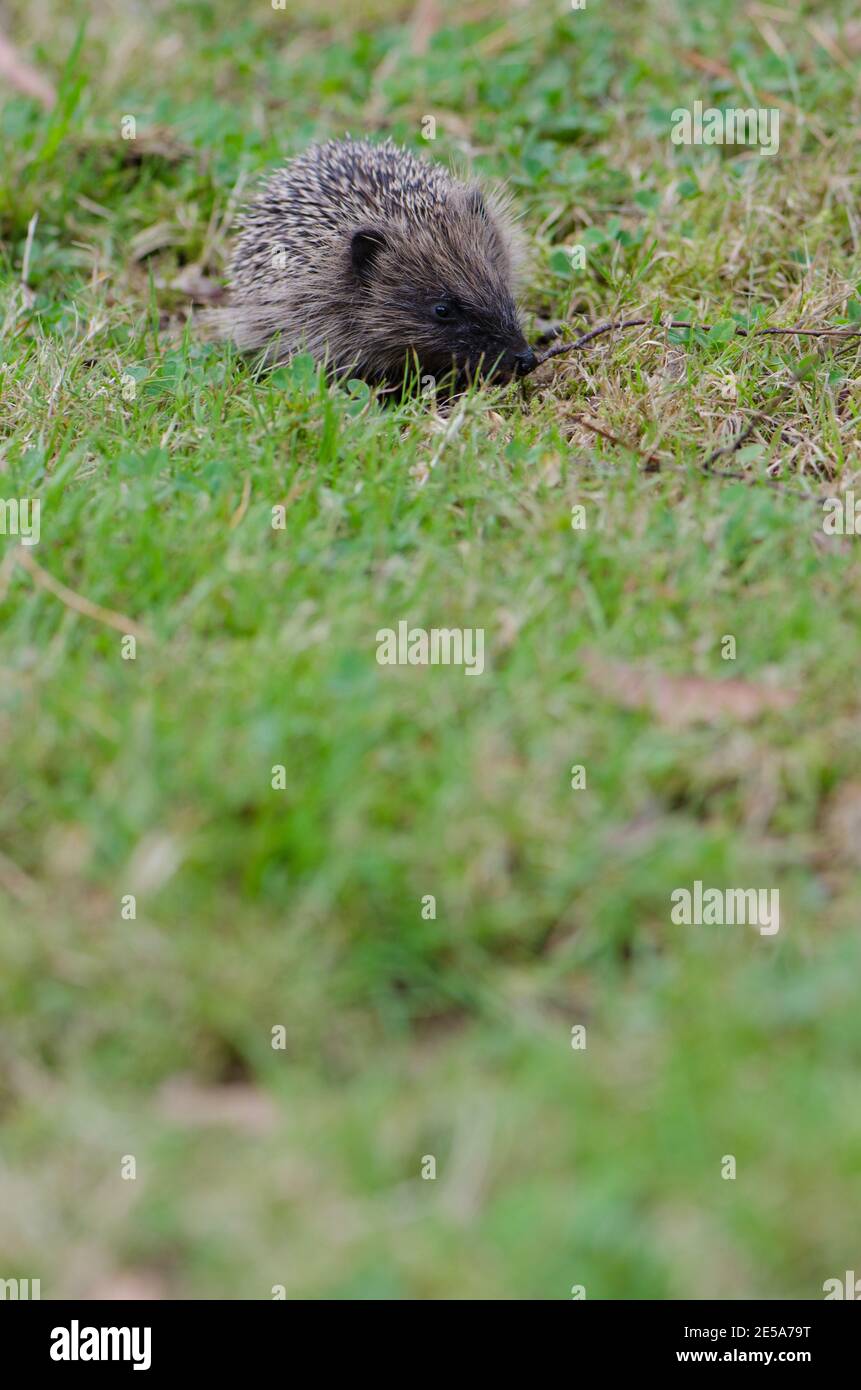 European hedgehog Erinaceus europaeus. Queens park. Invercagill. South ...