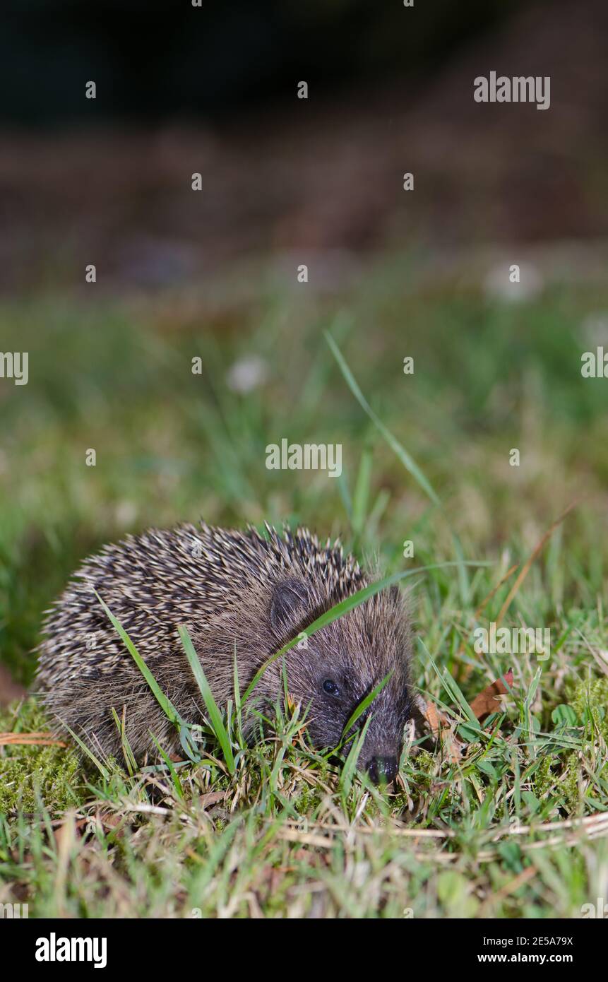 European hedgehog Erinaceus europaeus. Queens park. Invercagill. South ...