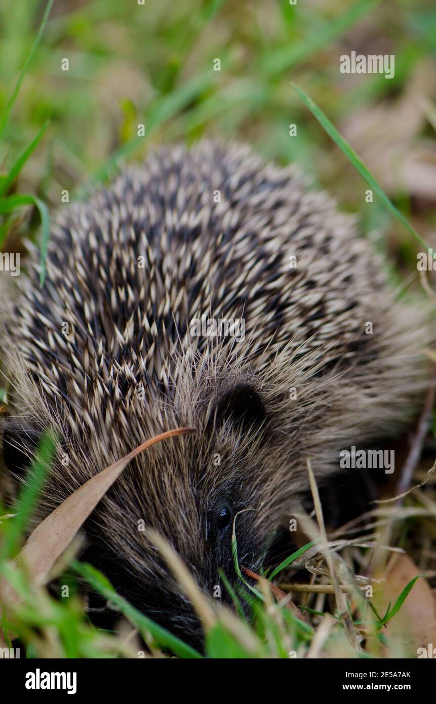 European hedgehog Erinaceus europaeus searching for food. Queens park ...