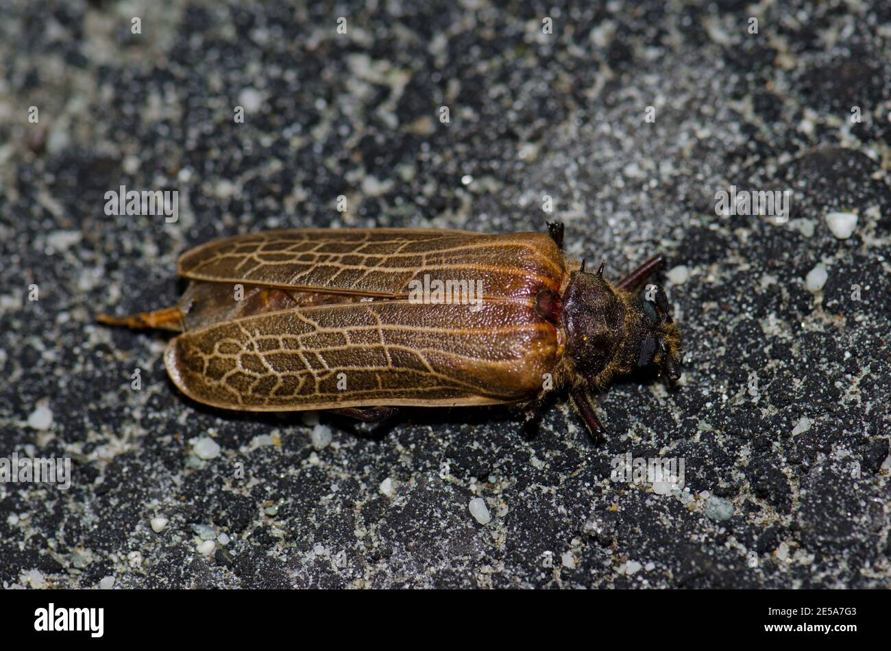 Dead huhu beetle Prionopus reticularis. Invercagill. South Island. New ...