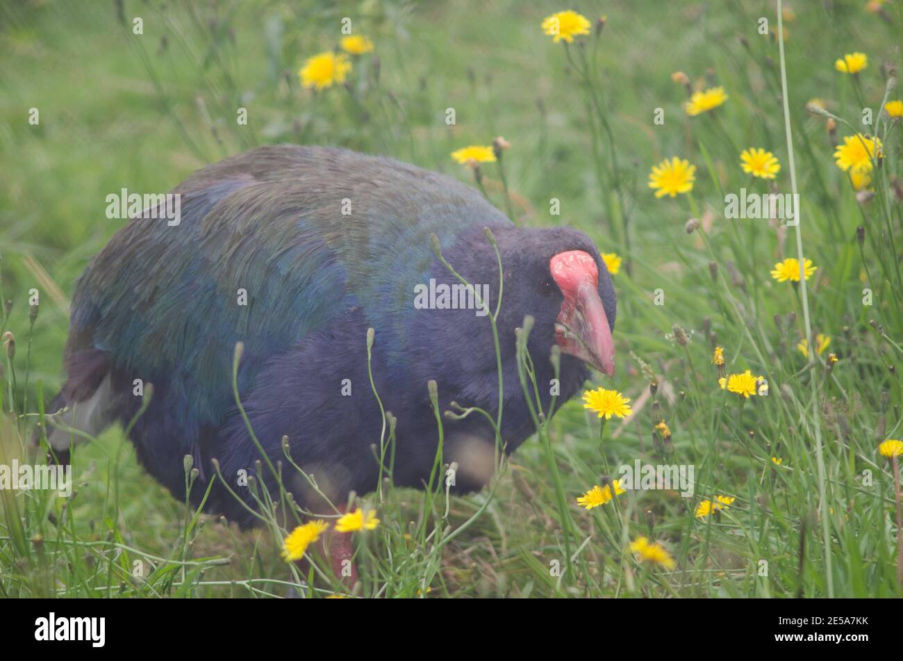 Takahe Porphyrio hochstetteri. Controlled conditions. Te Anau Bird ...