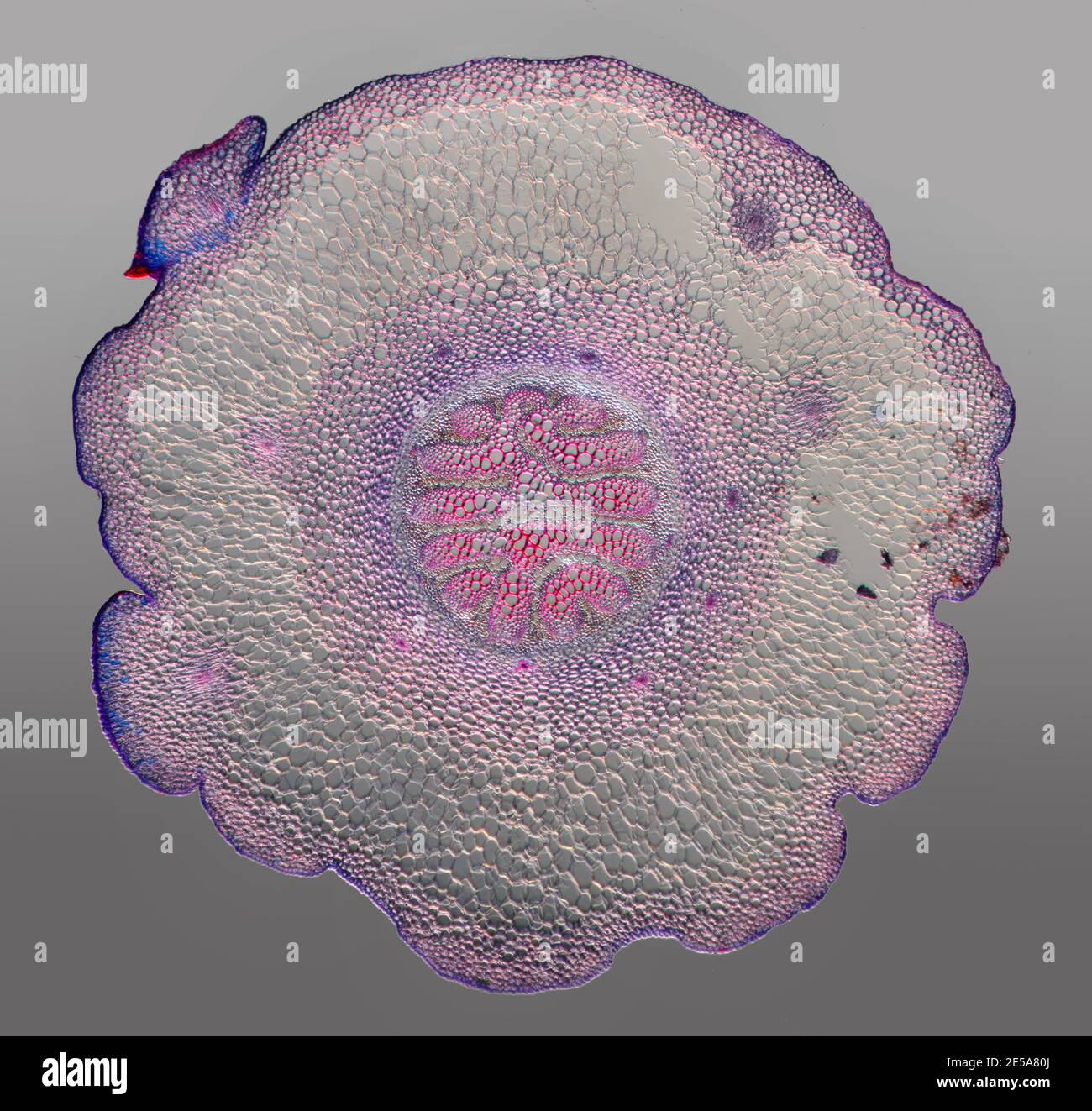 Lycopodium Stem Cortex