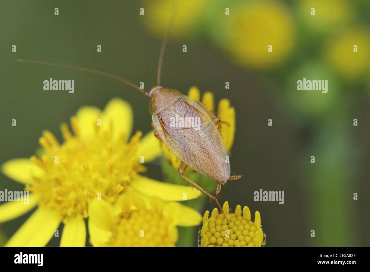 German cockroach (Blatella germanica Stock Photo - Alamy