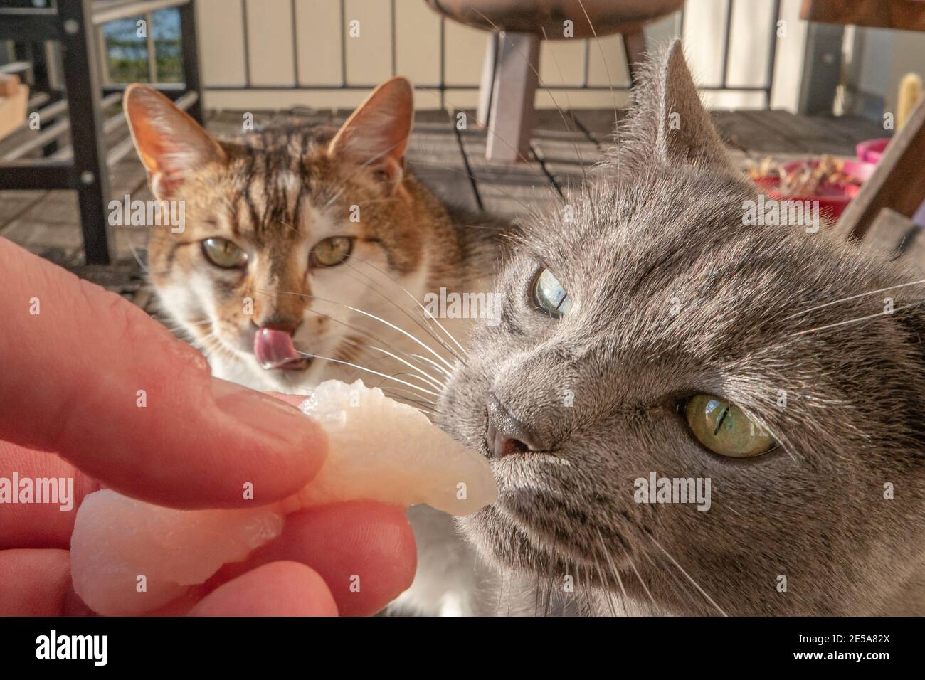 Portrait of two domestic cats competing for a fresh piece of fish, one ...