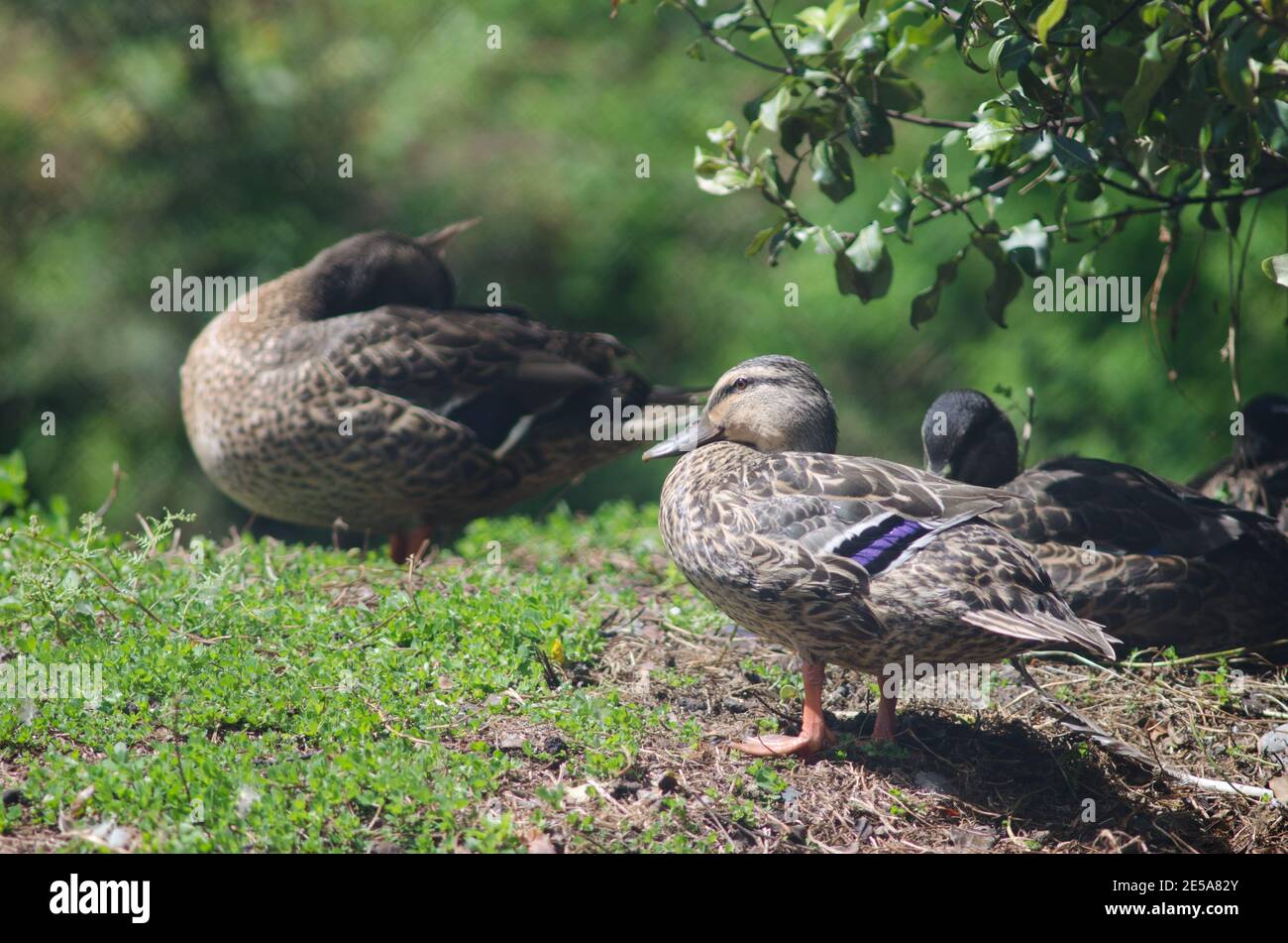 Te anau bird sanctuary new zealand hi-res stock photography and images ...