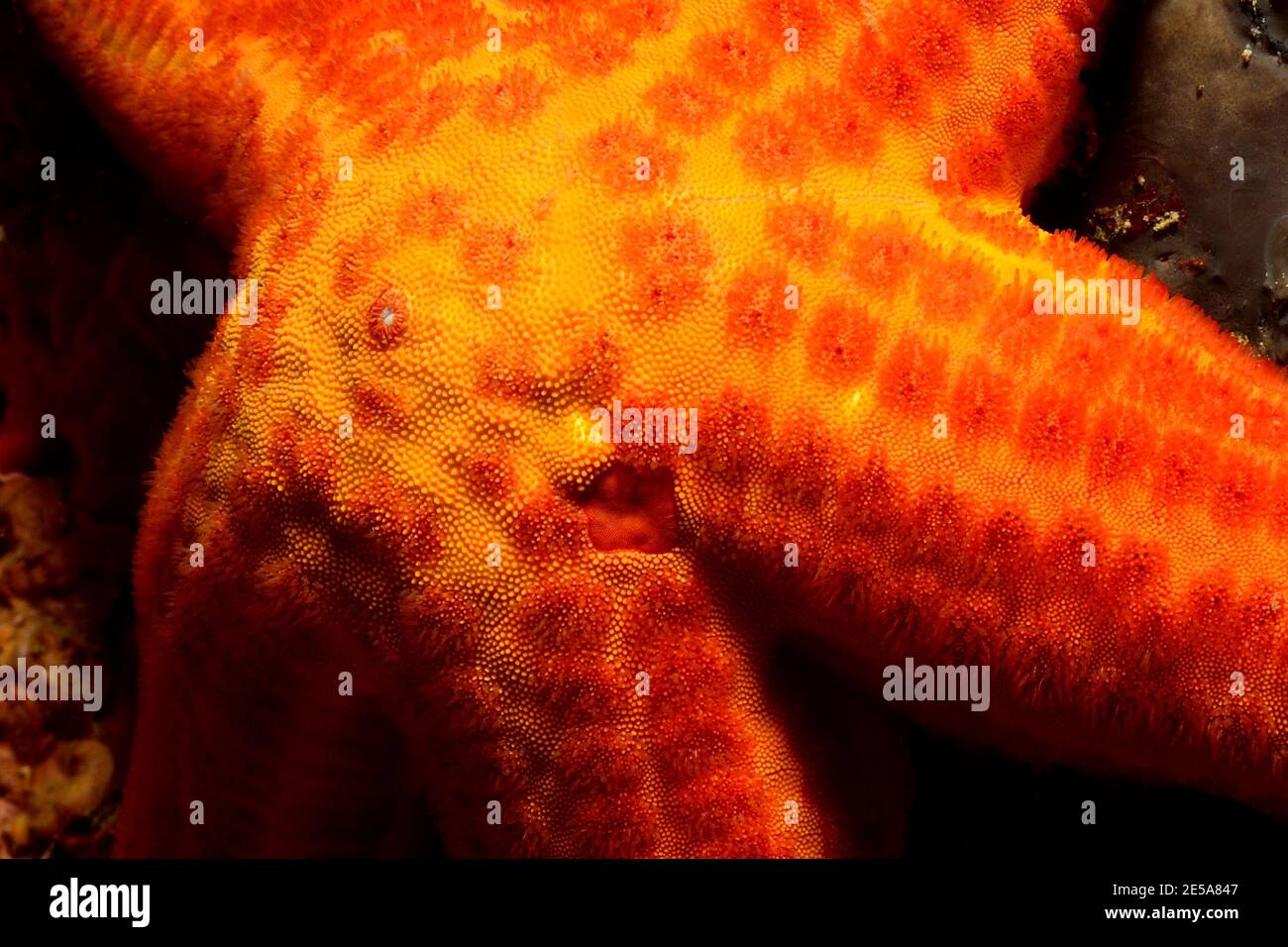 Hacelia attenuata, smooth sea star, smooth starfish, detail madreporit ...