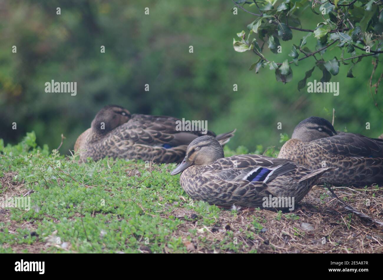 Mallards Anas platyrhynchos sleeping. Te Anau Bird Sanctuary. Te Anau ...