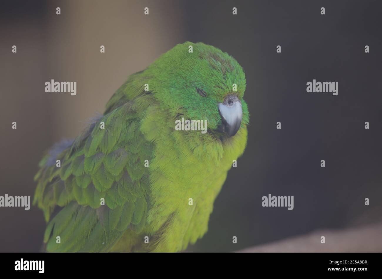 Antipodes parakeet Cyanoramphus unicolor sleeping. In captive ...