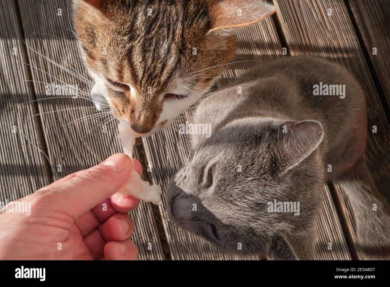 Portrait of two domestic cats eating a fresh piece of fish, one big ...