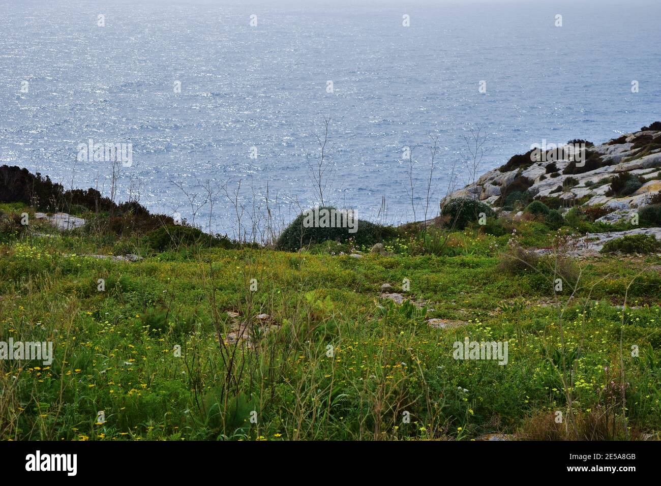 High angle shot of fresh green grass growing on the edge of coastal ...