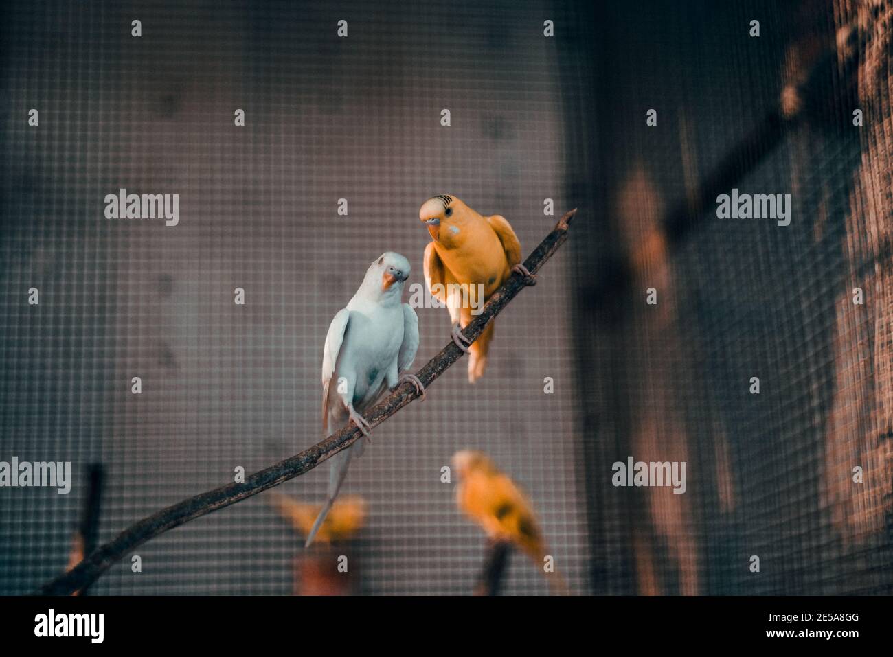 Perrot animals hi-res stock photography and images - Alamy